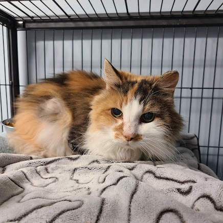 Cat for adoption - Imogen (FIV+), a Domestic Short Hair in ...