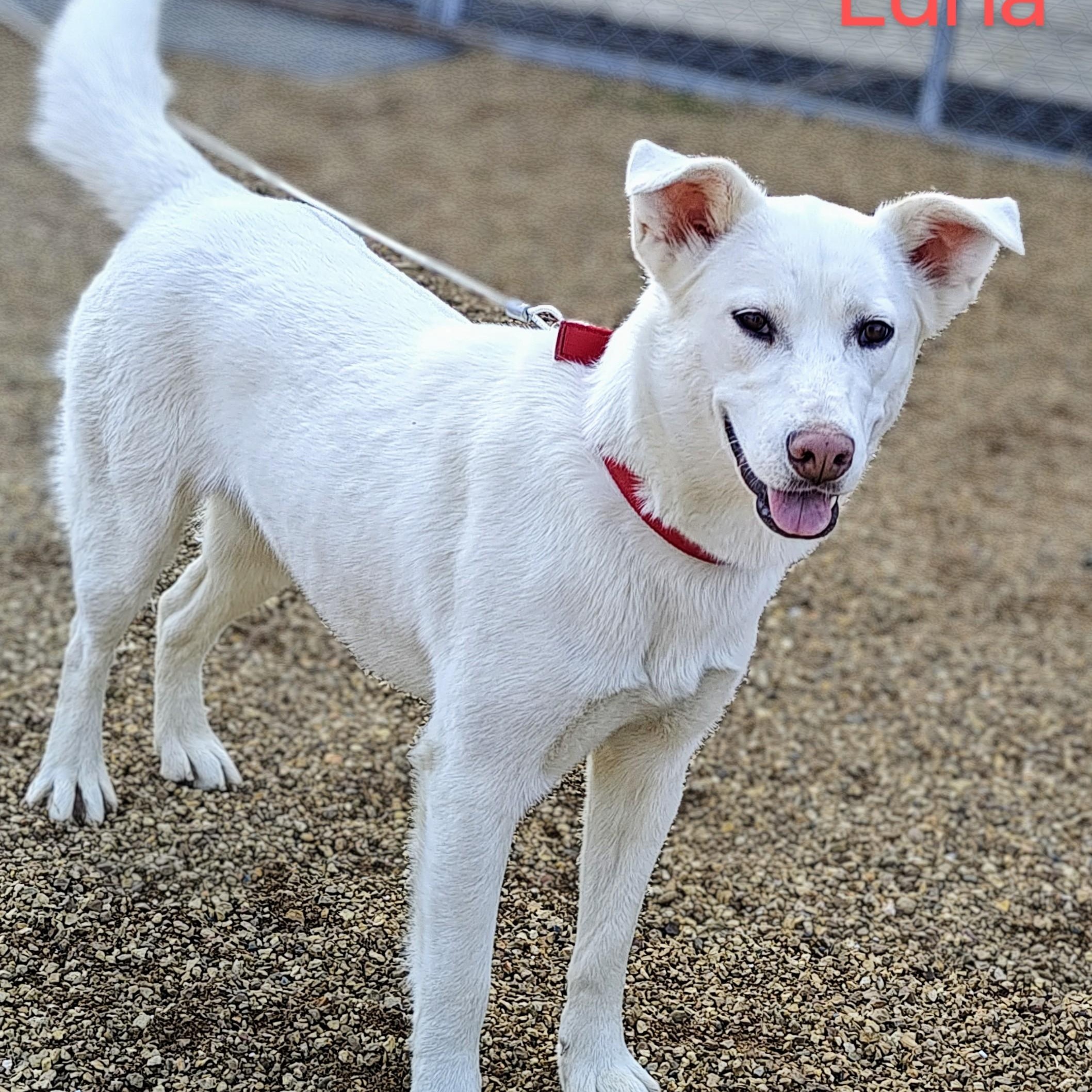 Dog for adoption - Luna White- COME MEET ME 3/31!, a Labrador Retriever ...