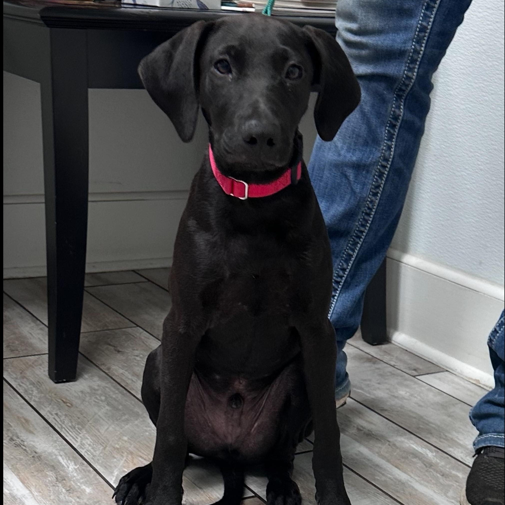 Dog for adoption - Maverick, a Labrador Retriever & Vizsla Mix in Toms ...