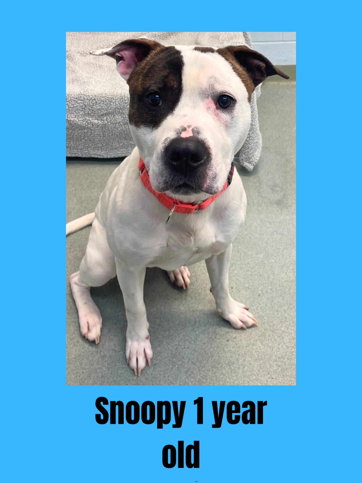 Available Pets - Portage Animal Protective League