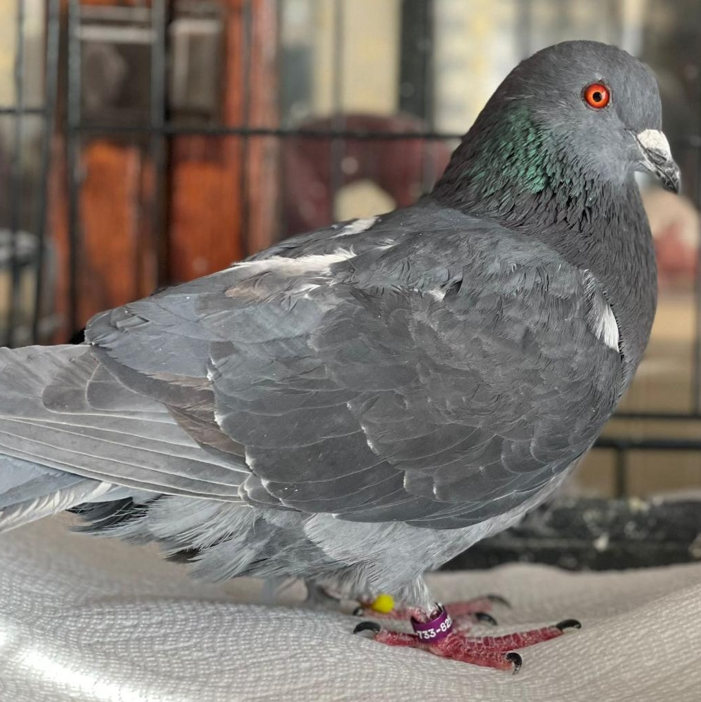 Dove for adoption - Goose, a Pigeon in Chicago, IL | Petfinder