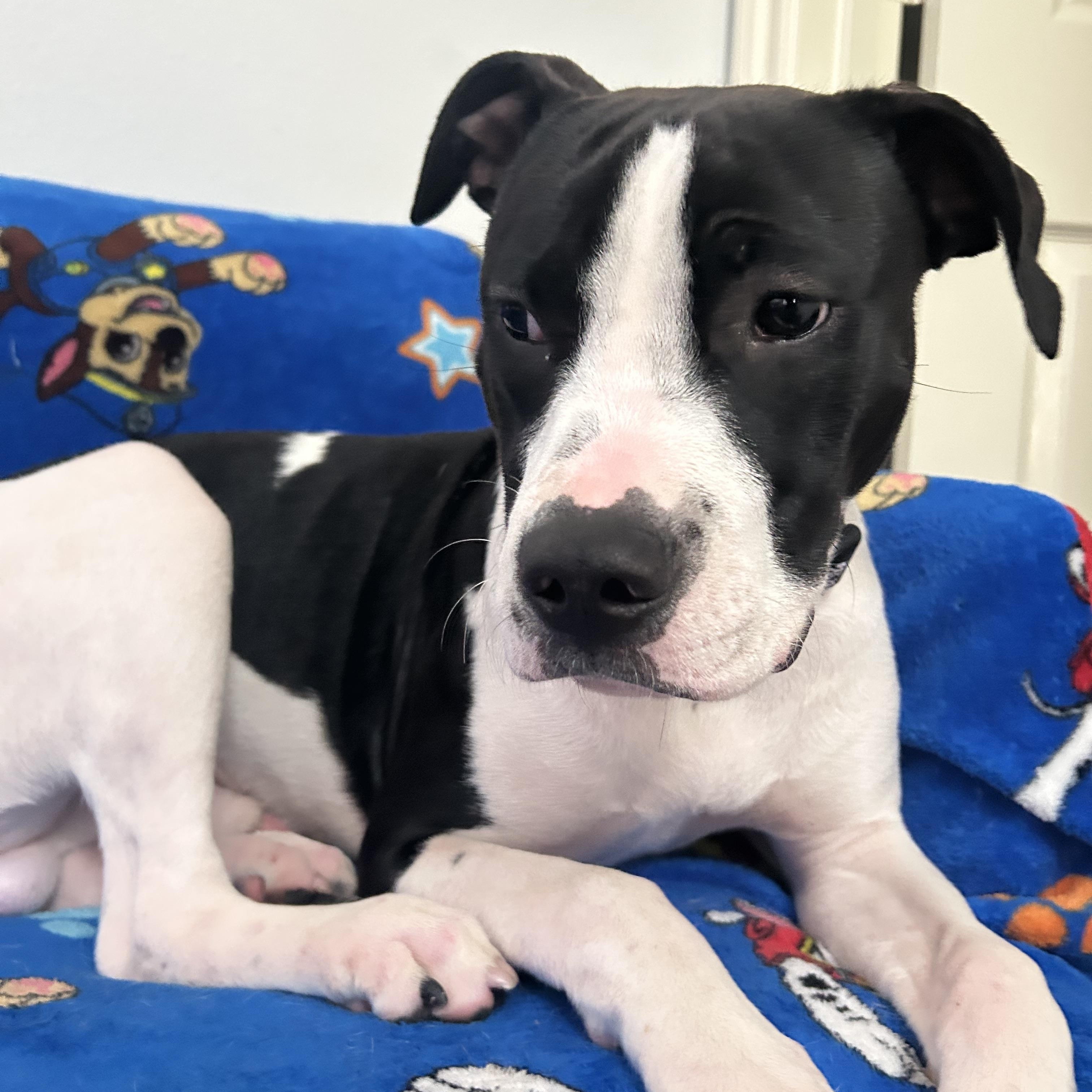 Dog for adoption - Buddy, a Boxer & Terrier Mix in Seattle , WA | Petfinder