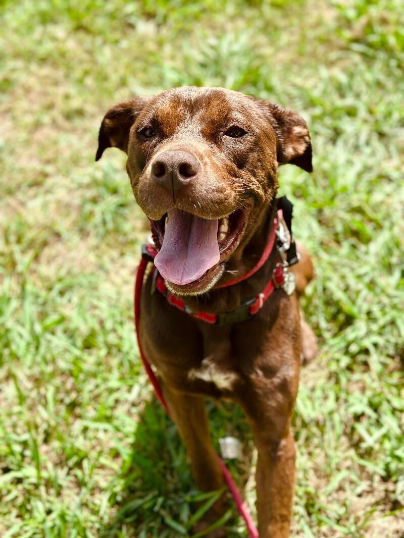 Dog for adoption - Big Boy the Kid Approved Chocolate Chunk of Joy, a Labrador Retriever & Pit ...