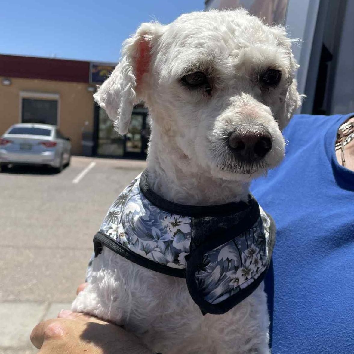 Dog for adoption - JoJo, a Miniature Poodle in Marana, AZ | Petfinder