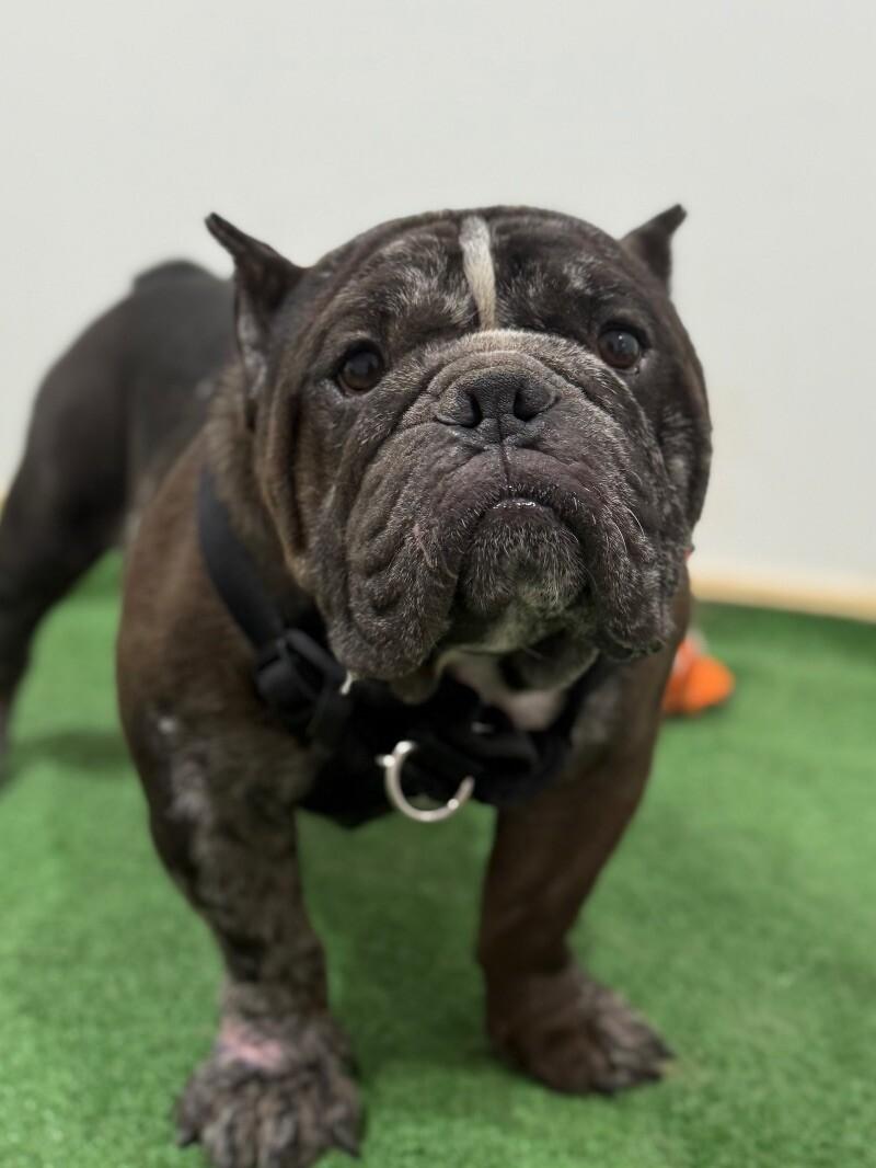 Dog for adoption - Shorty, a Bulldog & French Bulldog Mix in Sacramento ...