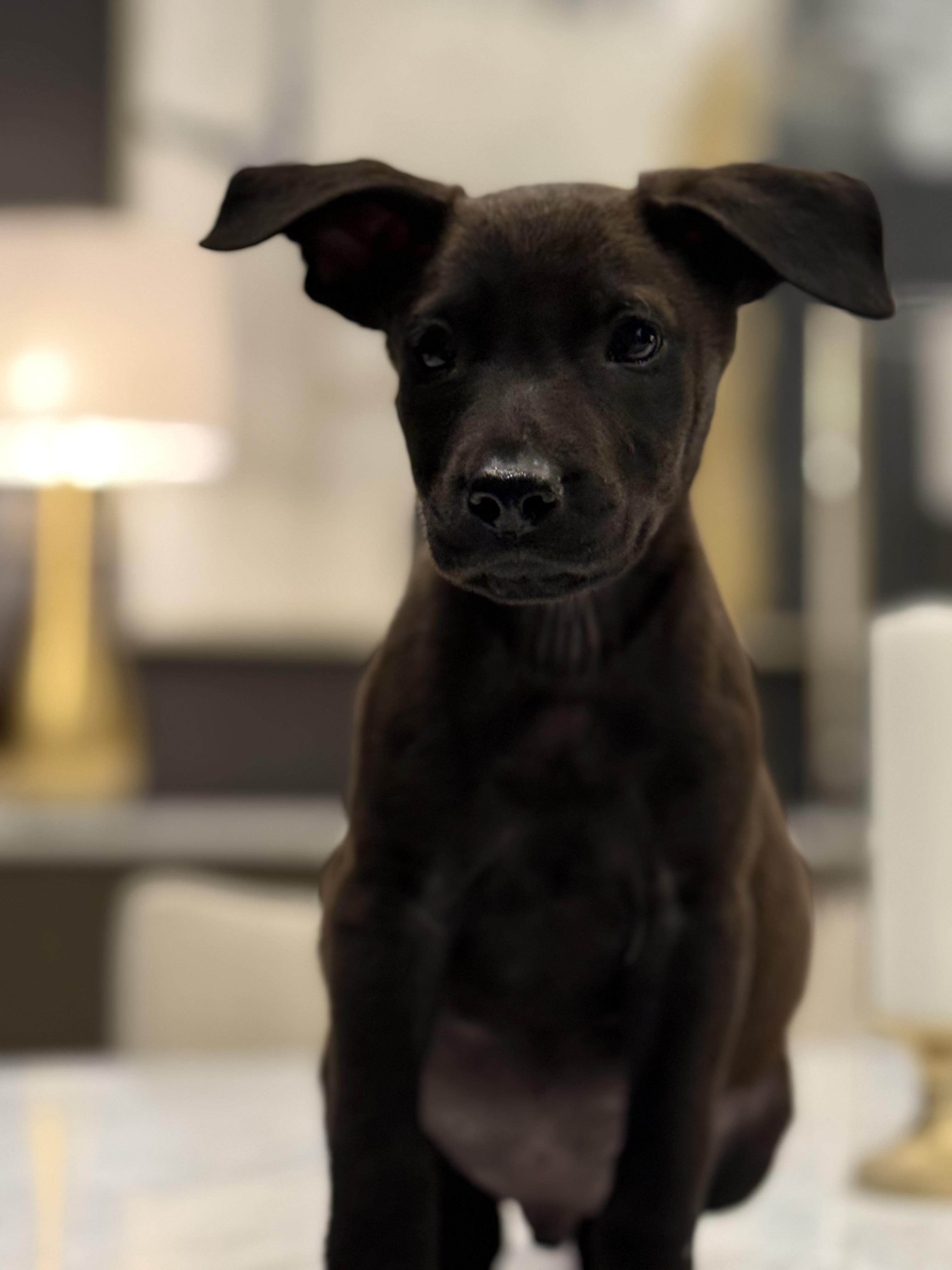 Dog for adoption - Miller, a Labrador Retriever & Terrier Mix in Mount ...