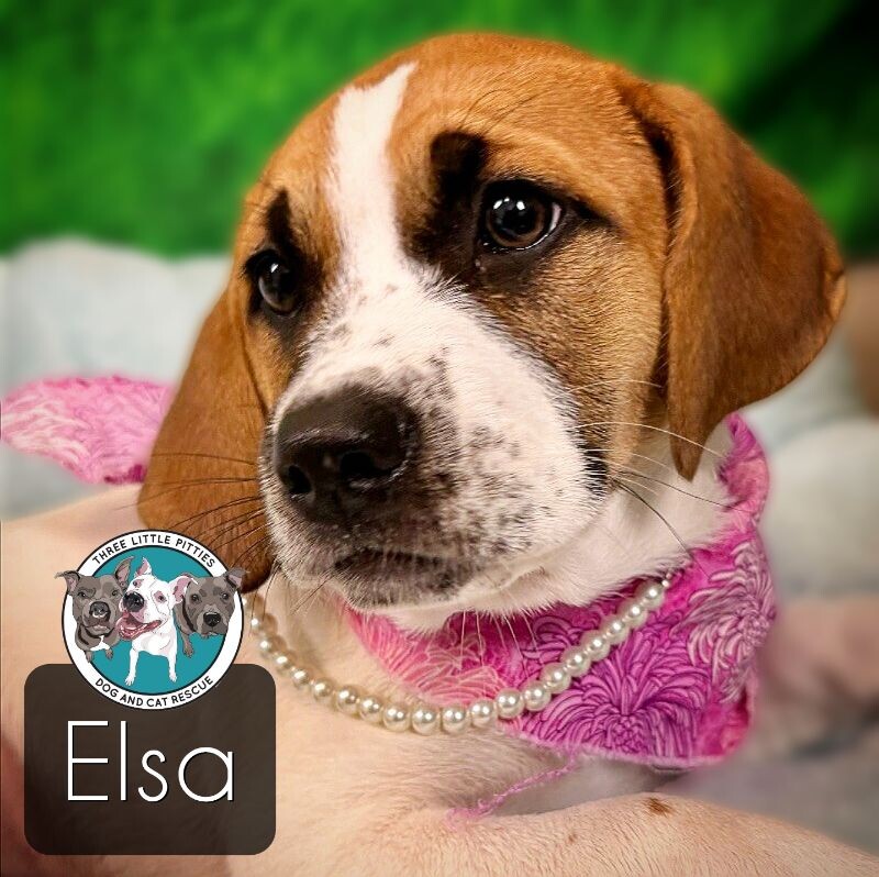 Dog for adoption - Elsa Anna Cargill, a Coonhound & Labrador Retriever ...