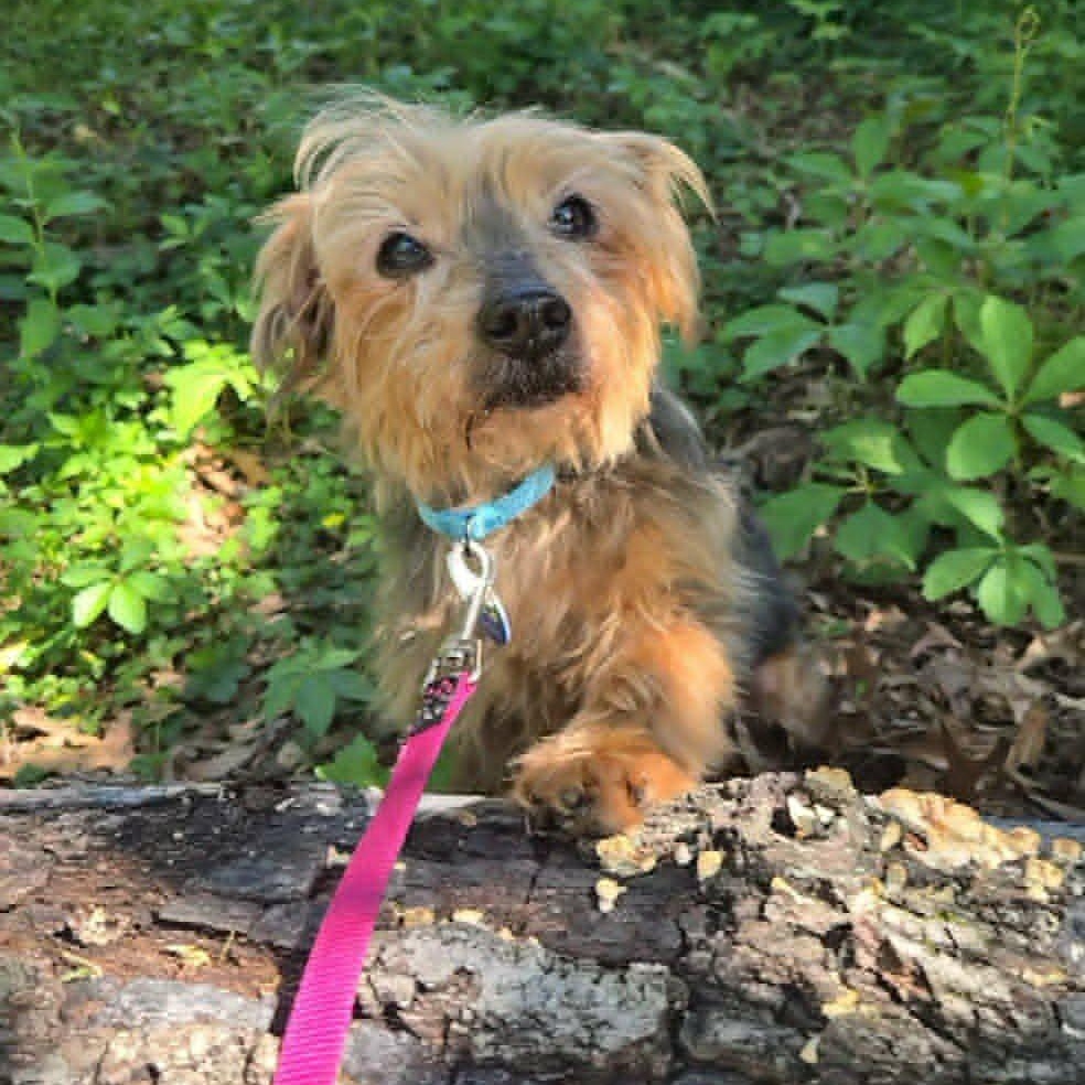 Tucker - Adoptable Pet | Petfinder | Petfinder