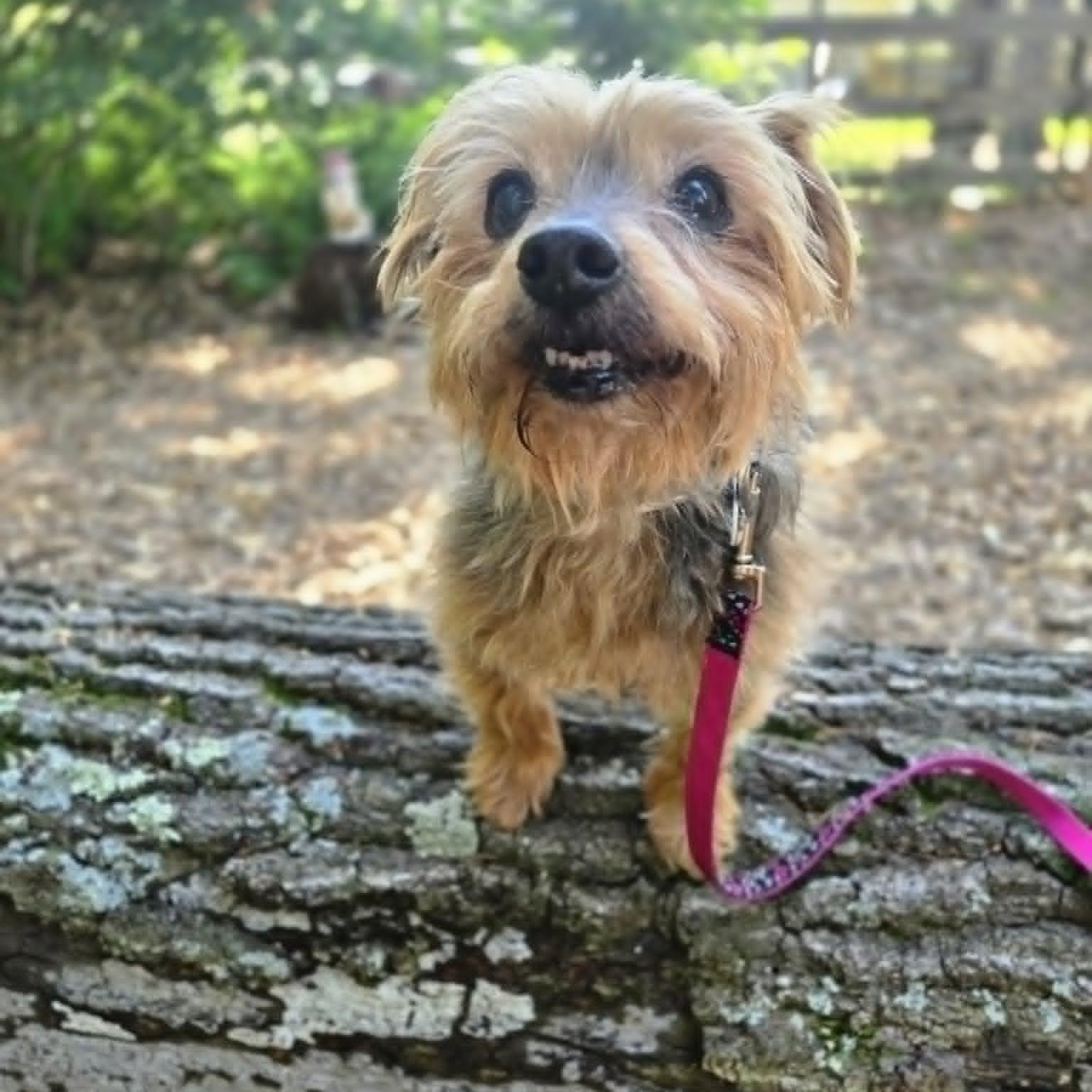 Tucker - Adoptable Pet | Petfinder | Petfinder