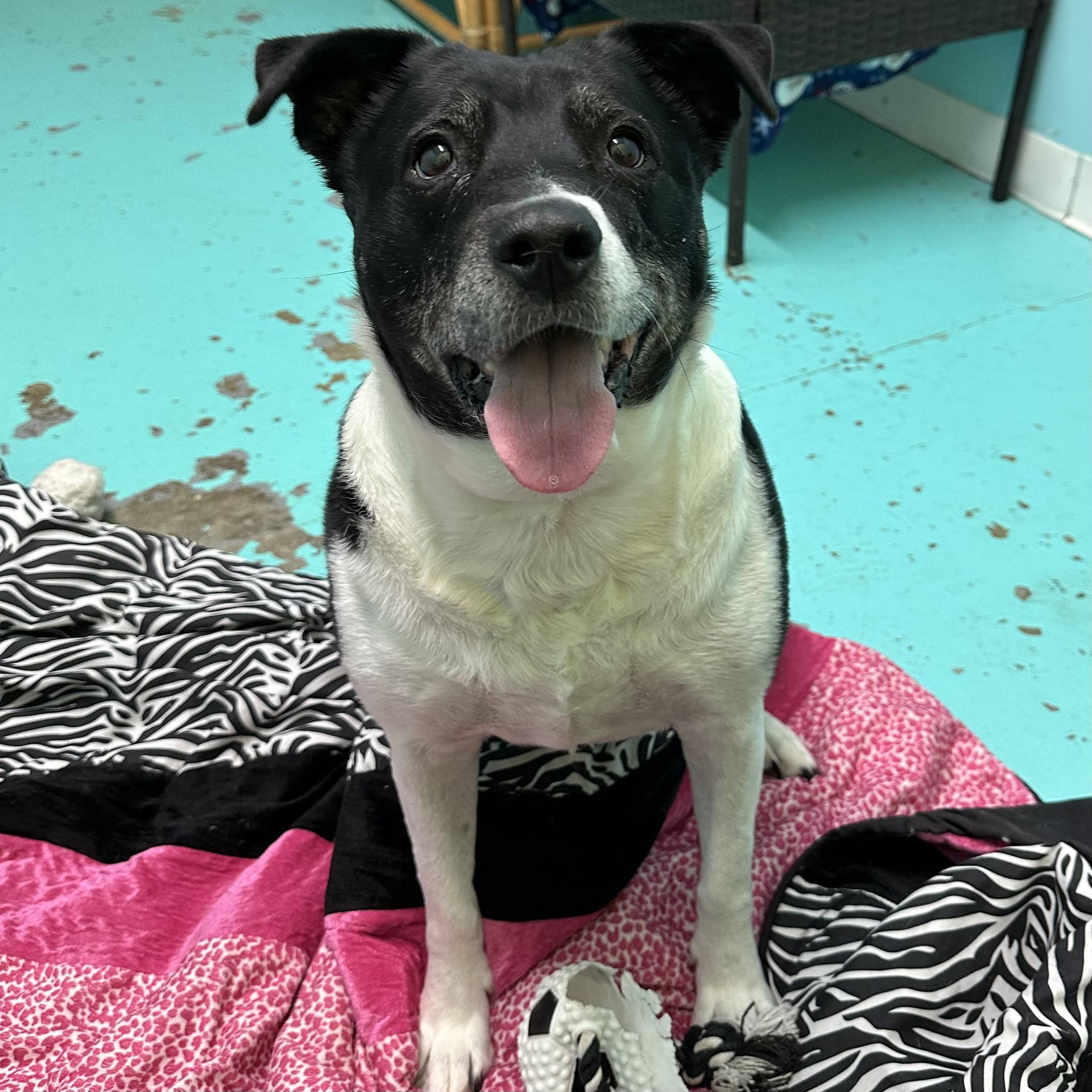 Dog for adoption - Billy Jean, a Border Collie Mix in Trenton, MO ...