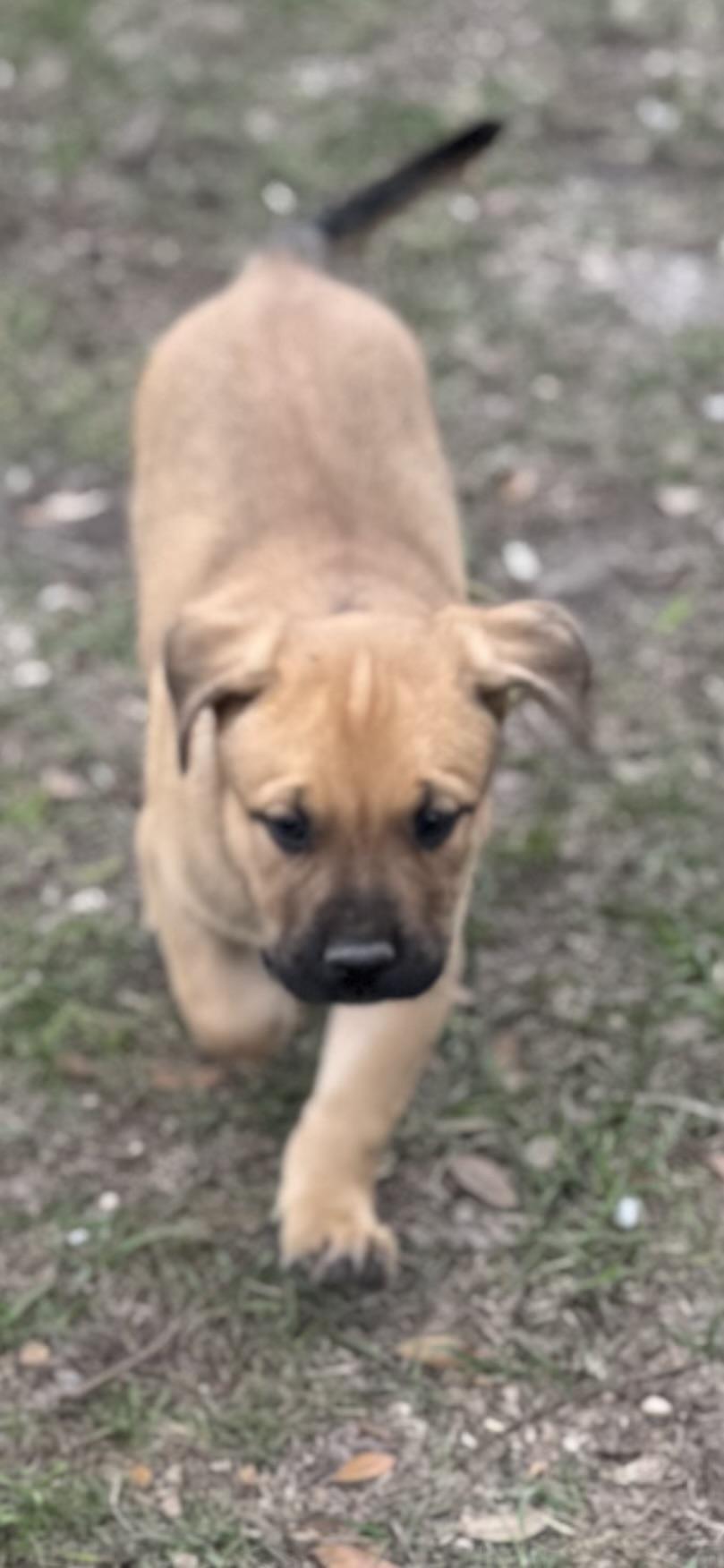 Shipley - Adoptable Pet | Petfinder | Petfinder