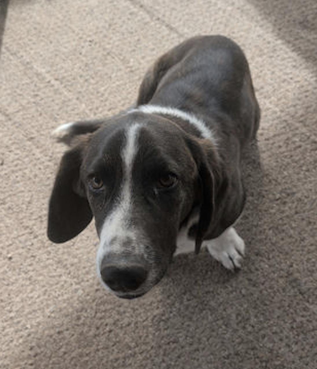 Colin - Adoptable Pet | Petfinder | Petfinder