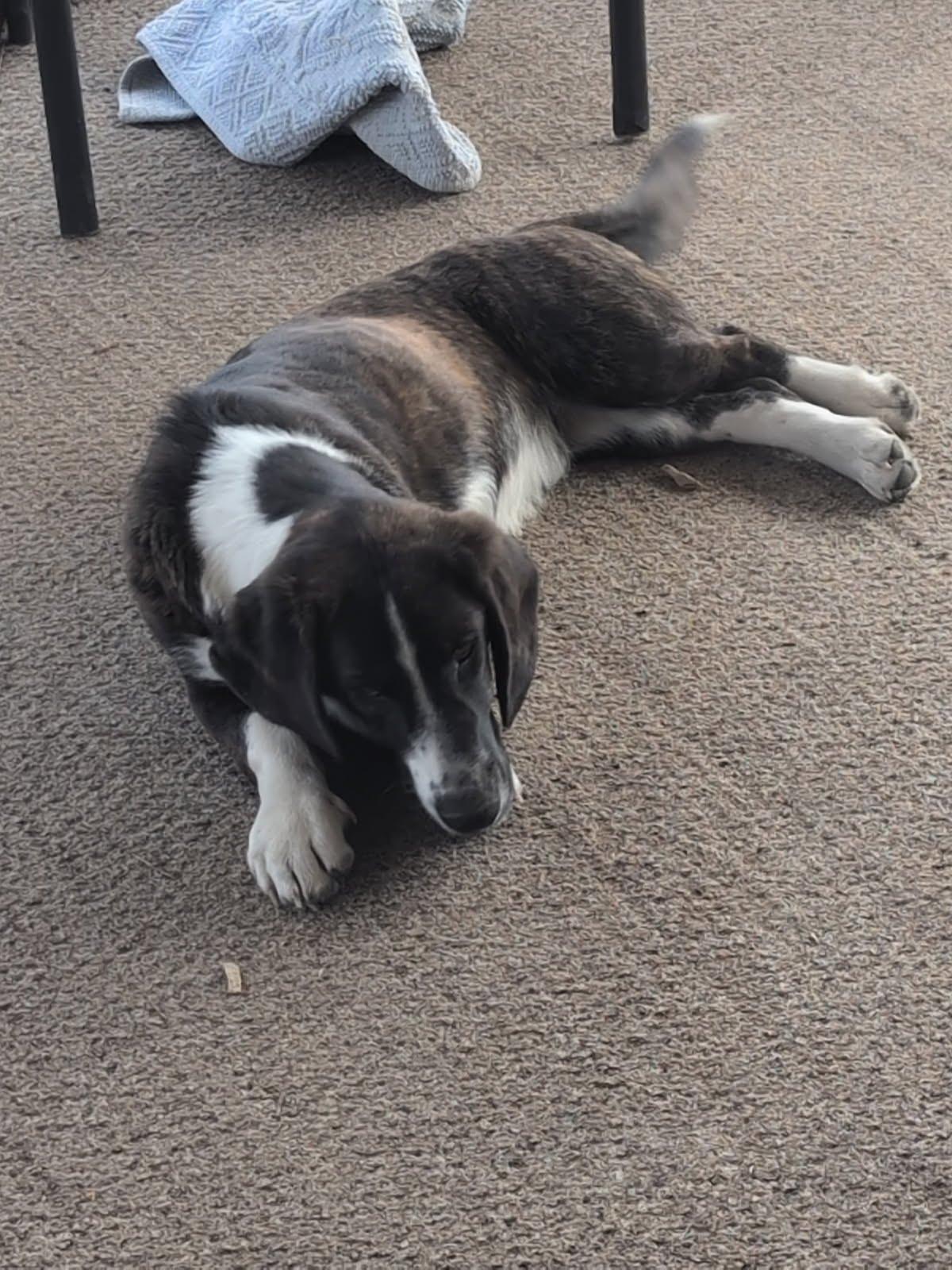 Colin - Adoptable Pet | Petfinder | Petfinder
