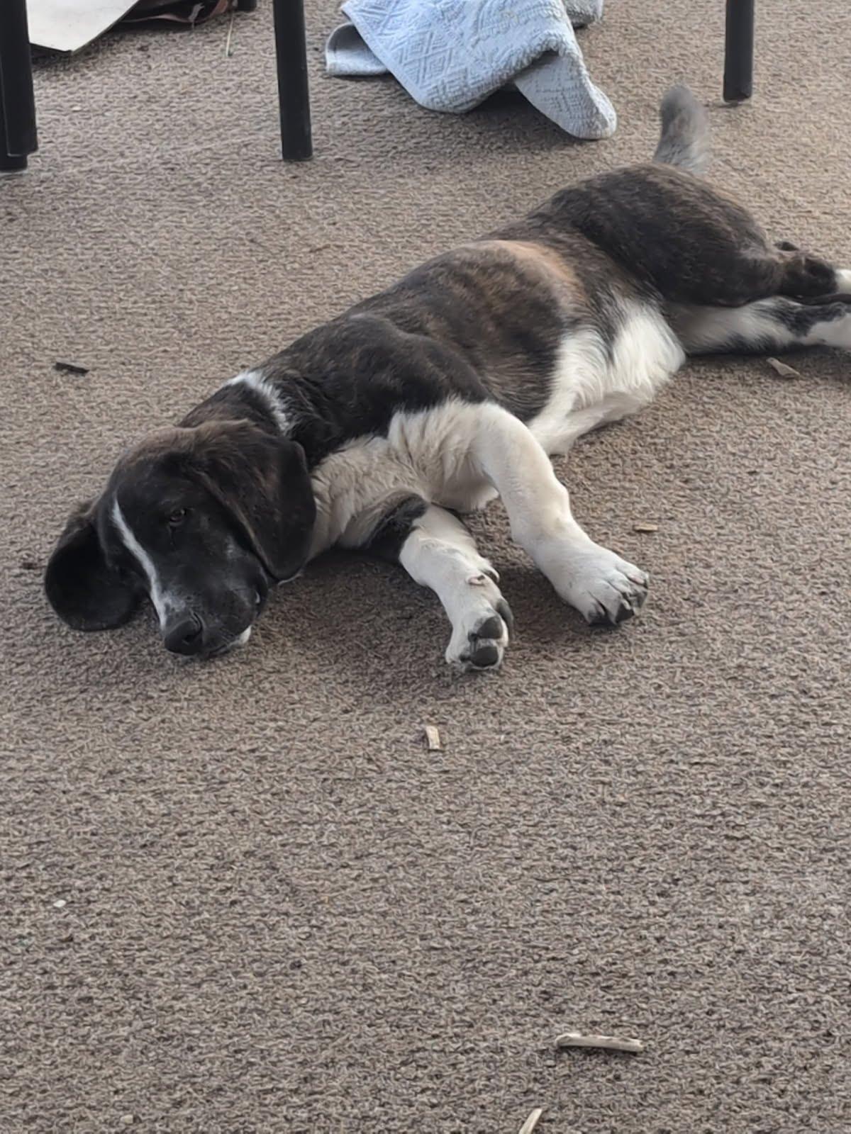 Colin - Adoptable Pet | Petfinder | Petfinder