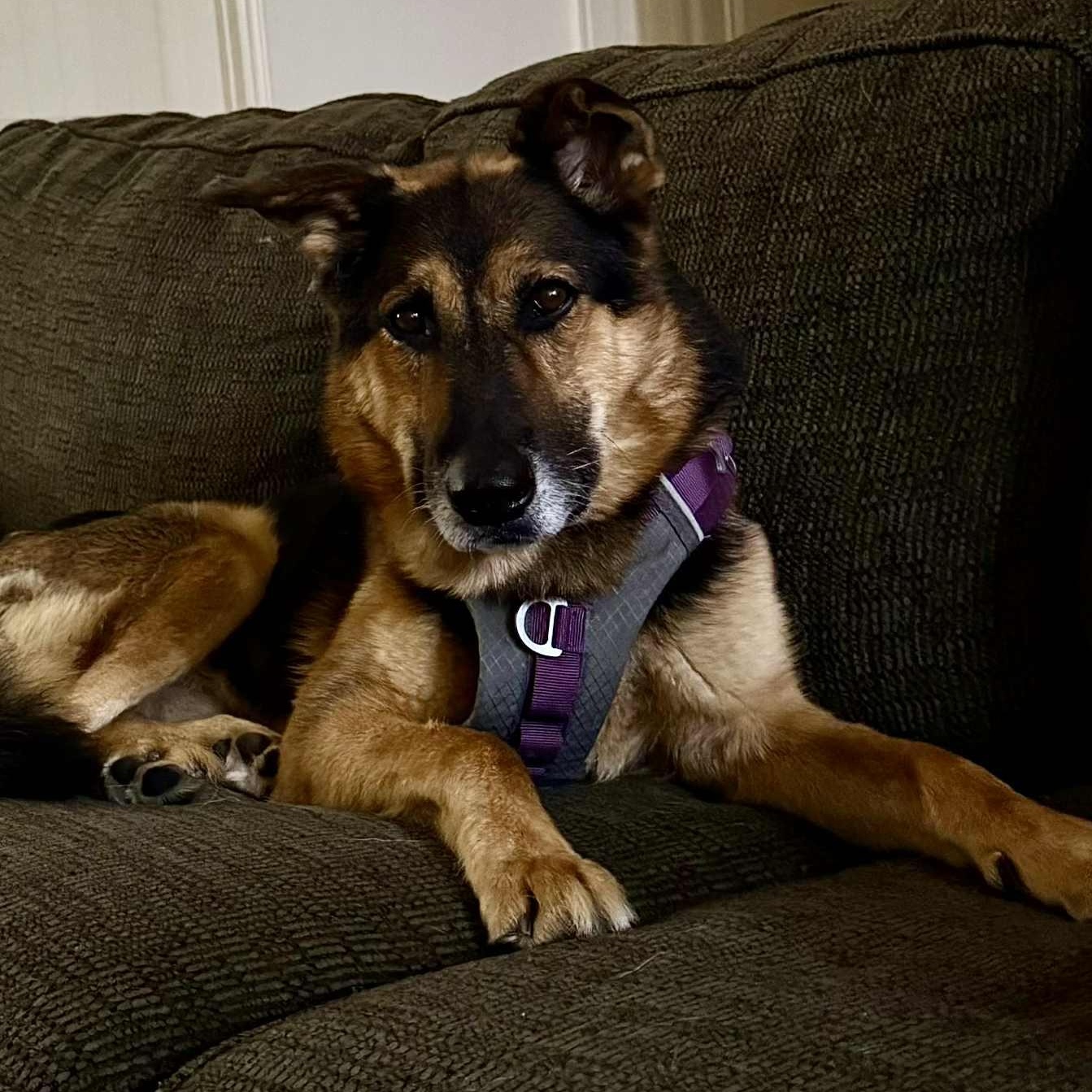 Dog for adoption - BEAR GS, a German Shepherd Dog in Bellingham, WA ...