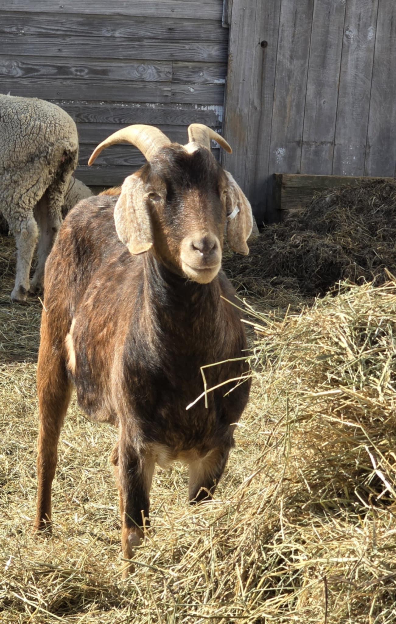 Goat for adoption - John, a Goat Mix in Upper Sandusky, OH | Petfinder