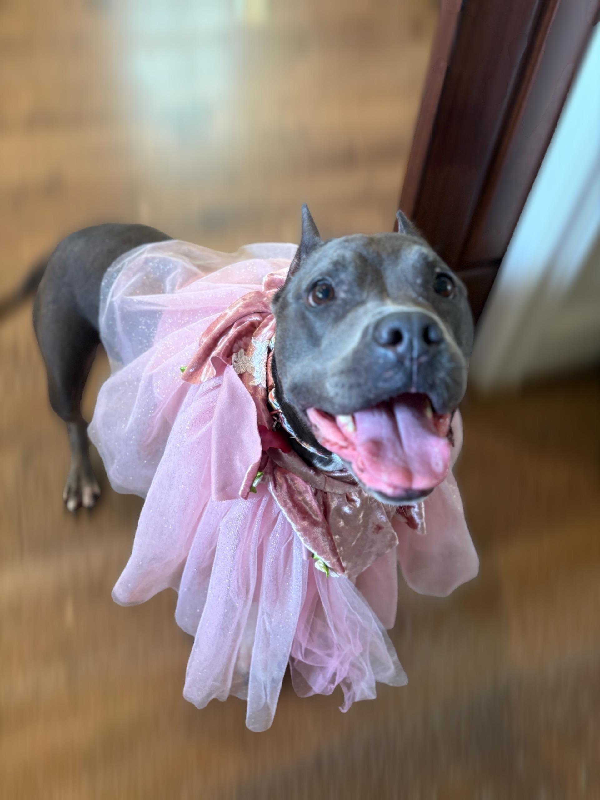 Dog for adoption - Miley, an American Staffordshire Terrier Mix in ...
