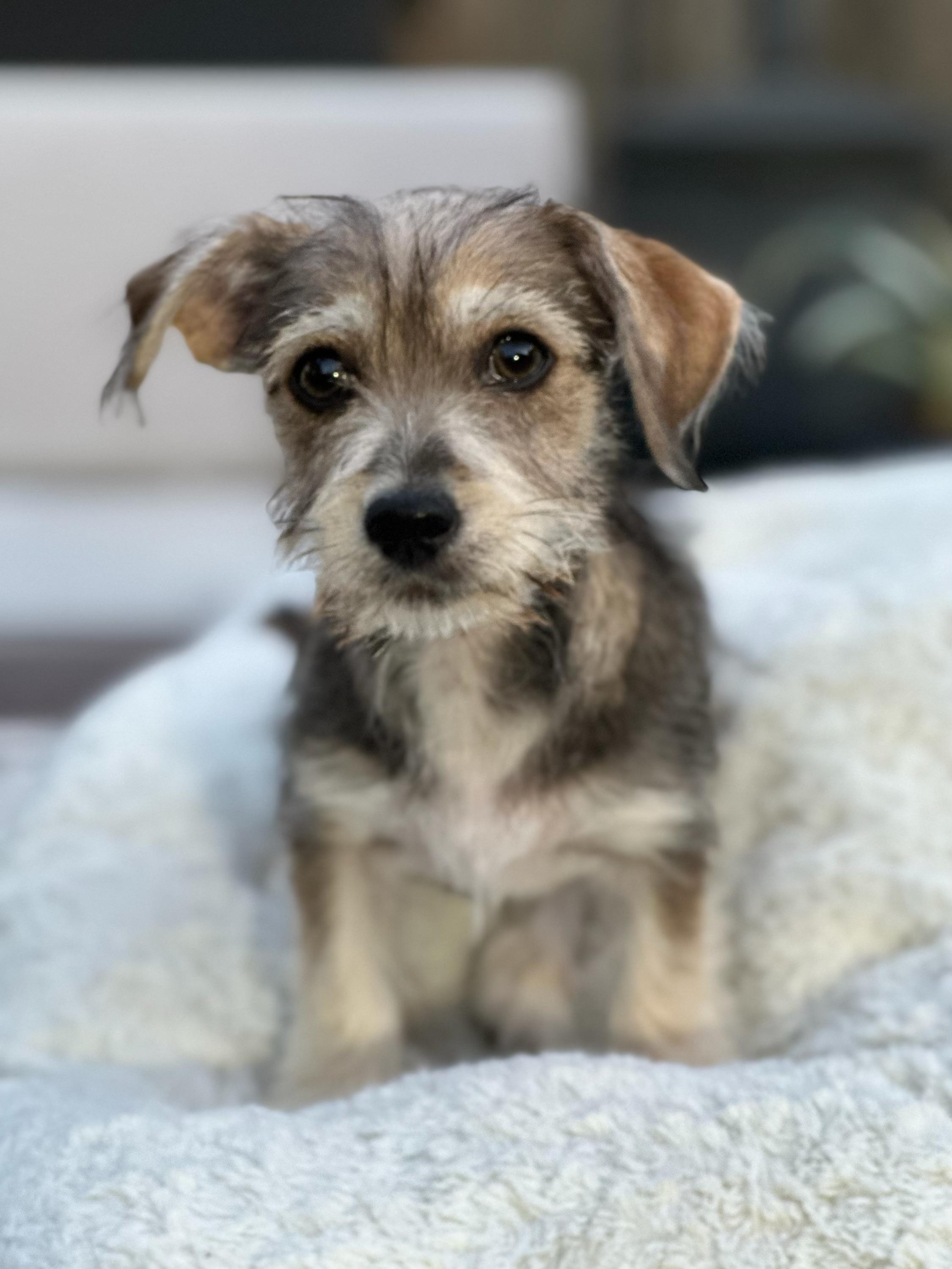 Dog for adoption - Wishbone, a Cairn Terrier Mix in McMinnville, OR ...