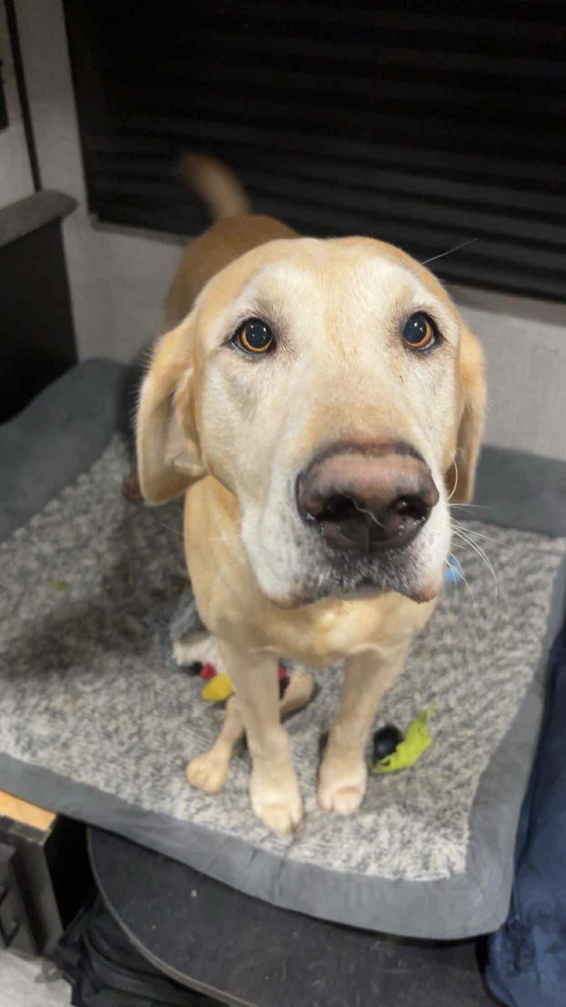 Dog for adoption - Cooper, a Labrador Retriever & Great Dane Mix in ...