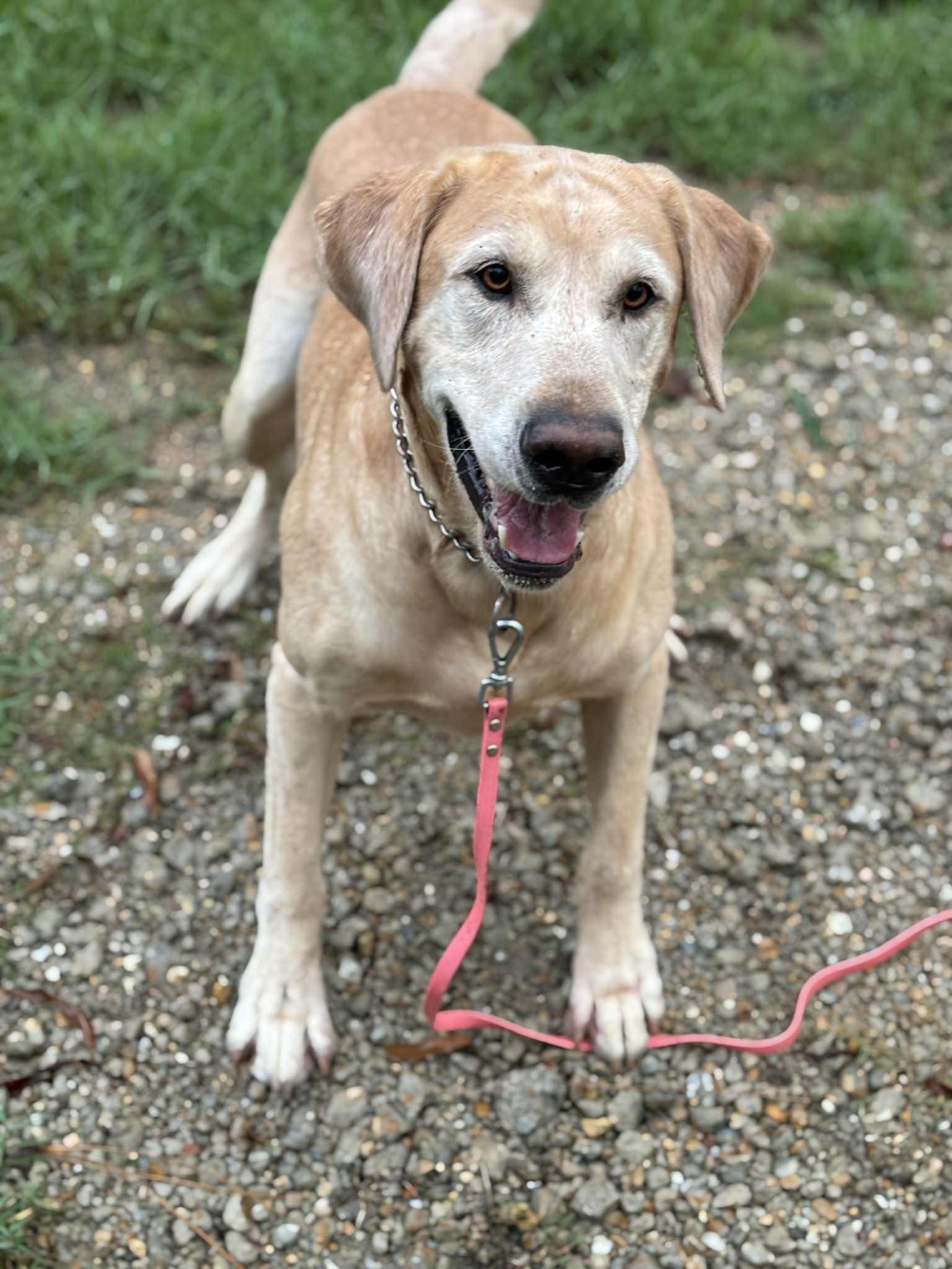 Dog for adoption - Cooper, a Labrador Retriever & Great Dane Mix in ...