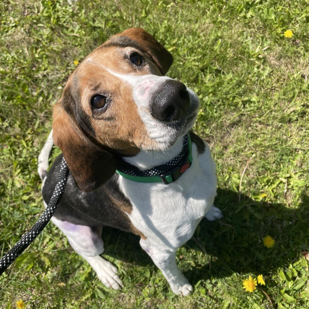 Dog for adoption - Charley Bucket, a Treeing Walker Coonhound in Port ...