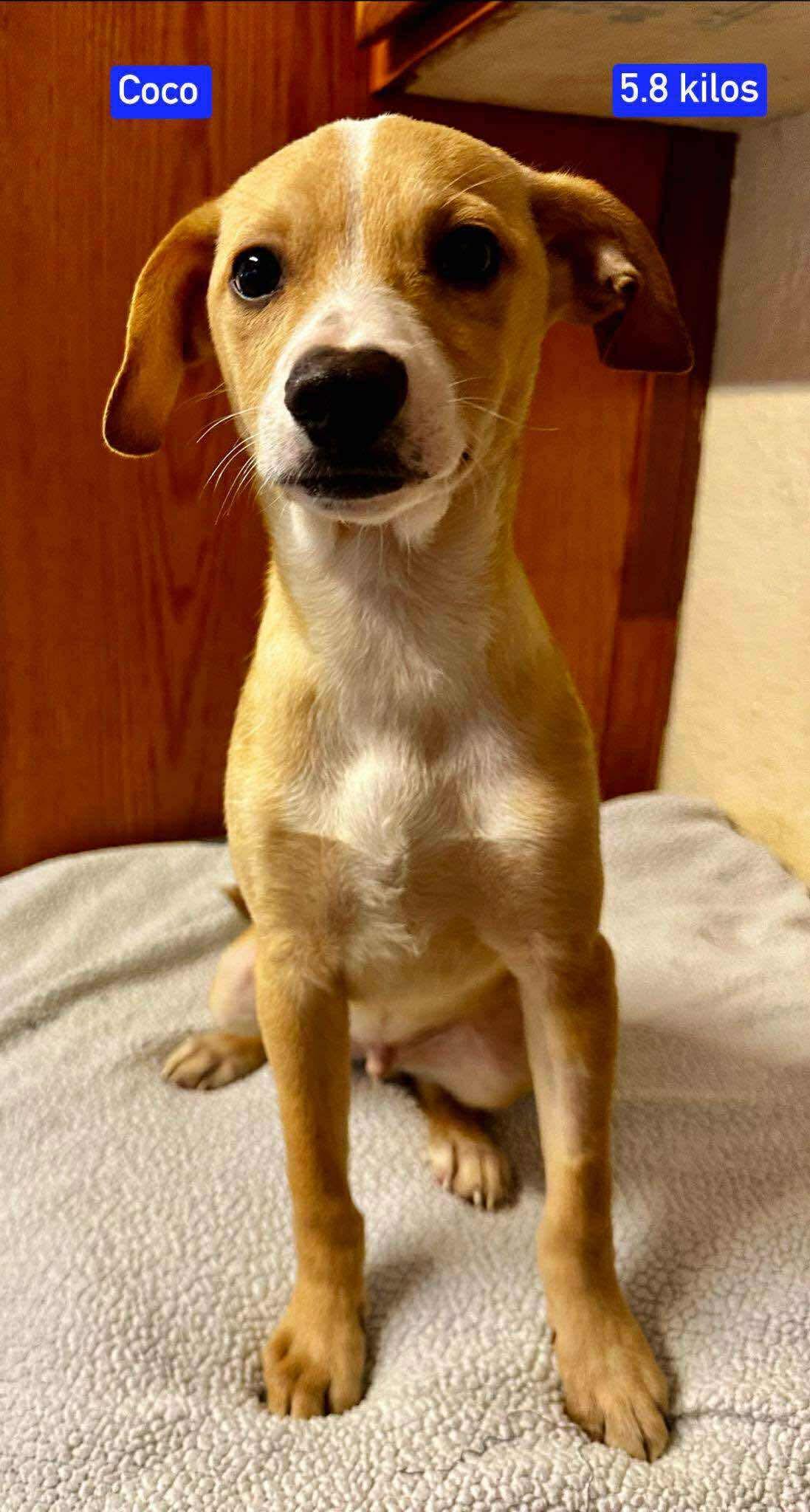 Dog for adoption - Coco #2, a Mixed Breed in Puyallup, WA | Petfinder