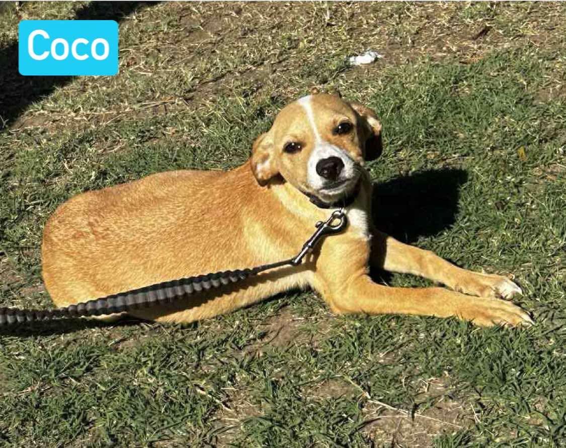 Dog for adoption - Coco #2, a Mixed Breed in Puyallup, WA | Petfinder