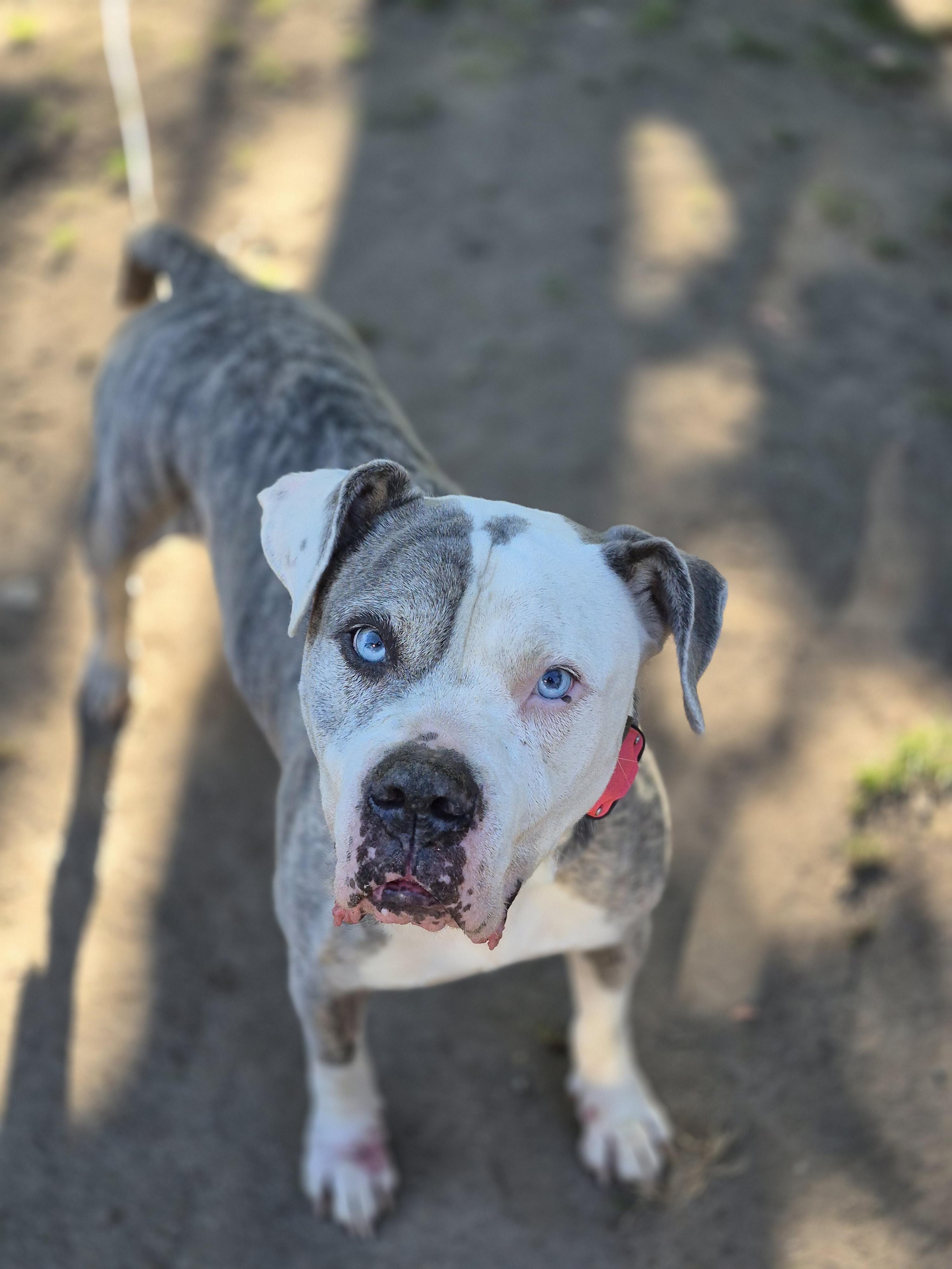 Dog for adoption - Chevy, a Mixed Breed in London, ON | Petfinder