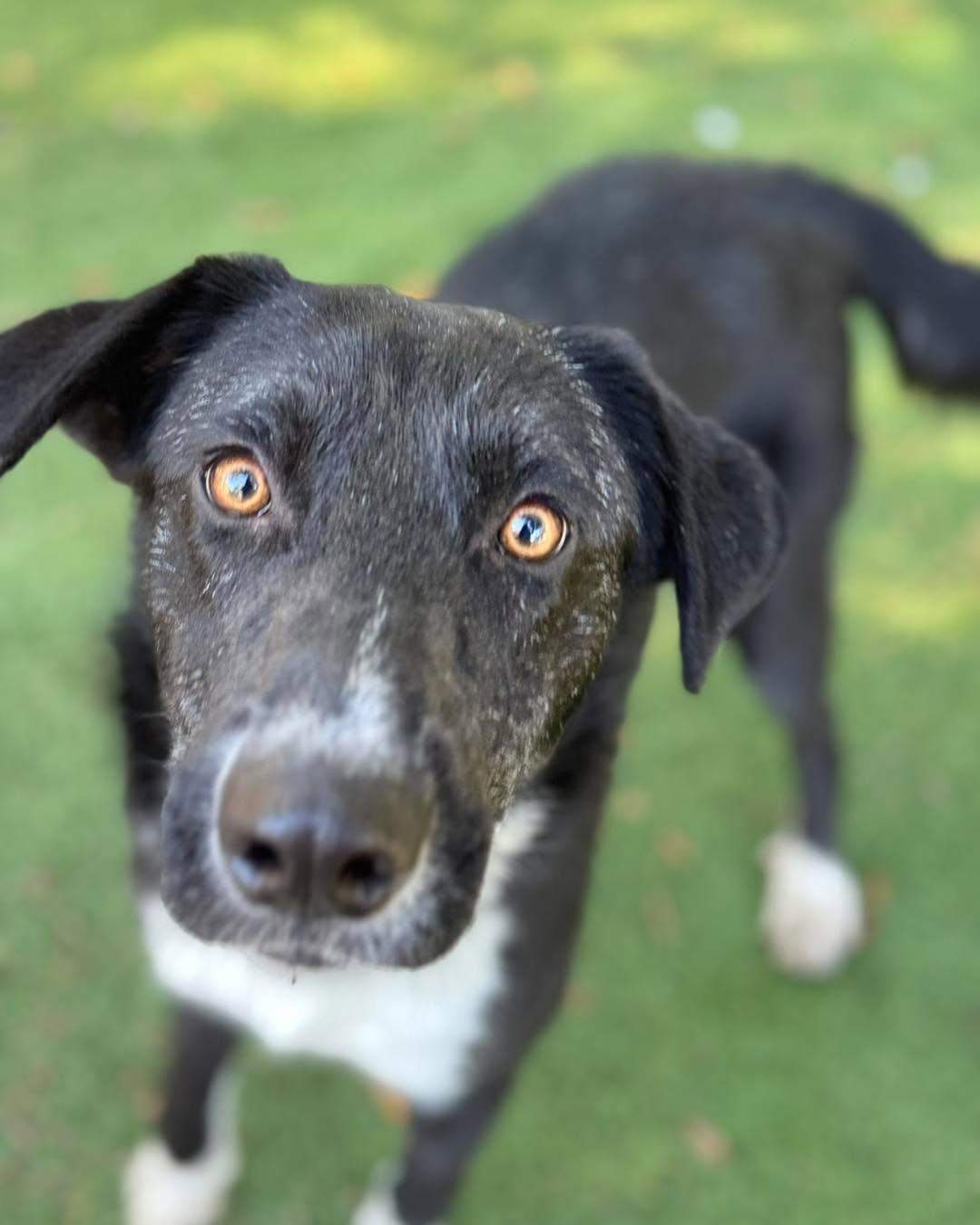 Zayden - Adoptable Pet | Petfinder | Petfinder