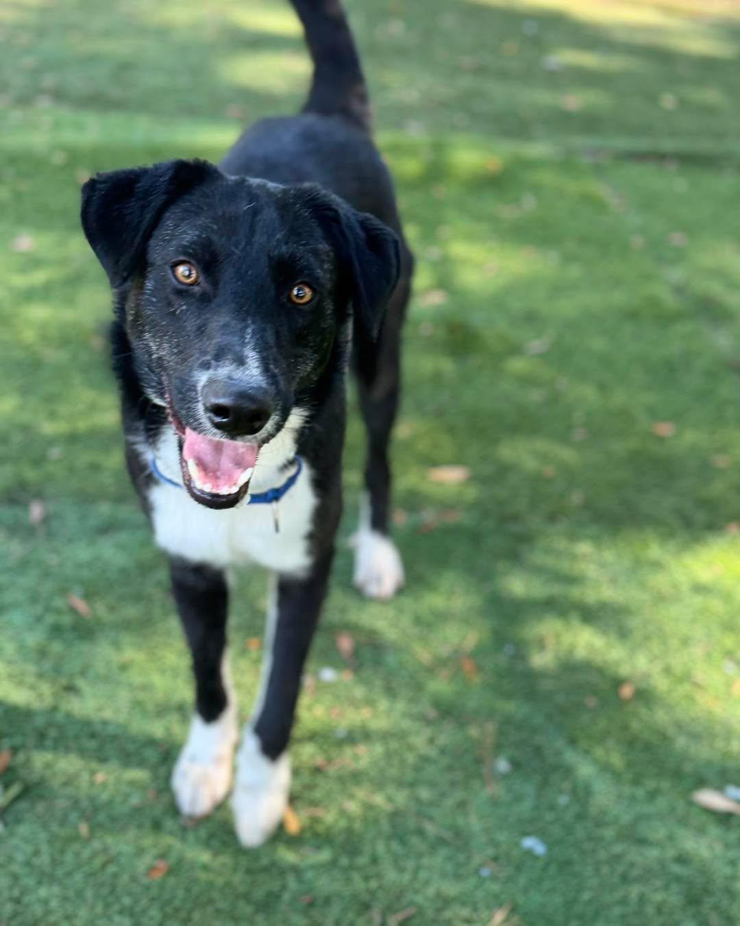 Zayden - Adoptable Pet | Petfinder | Petfinder