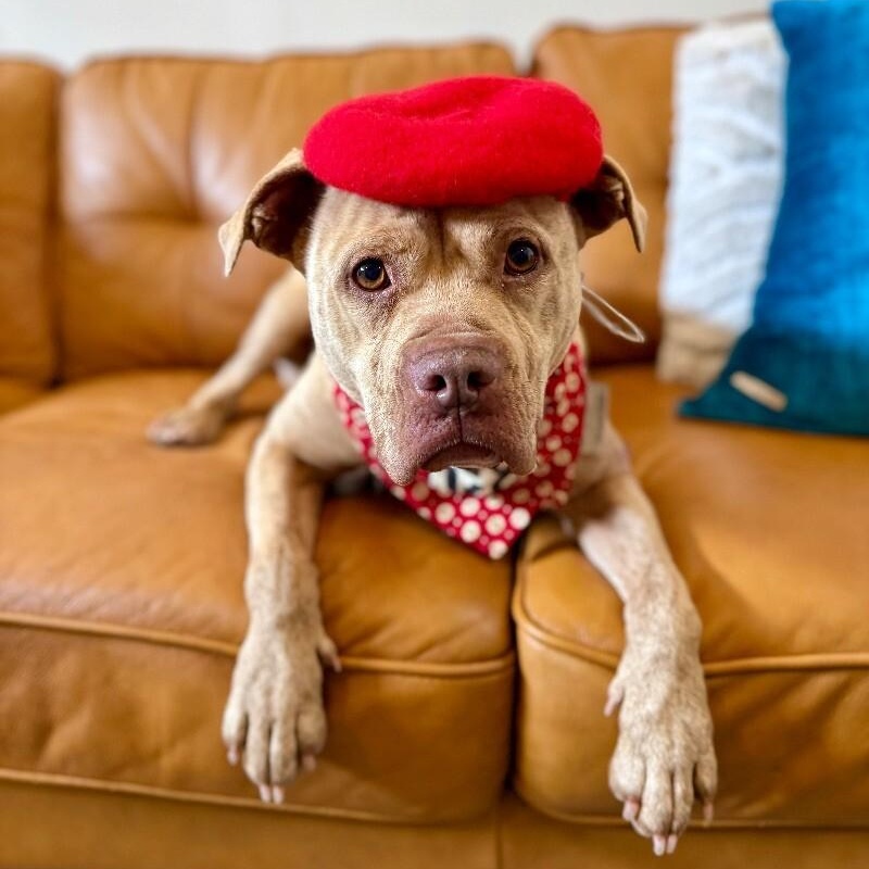 Dog for adoption - Sugar Sweeter than a Snicker, an American Bulldog ...