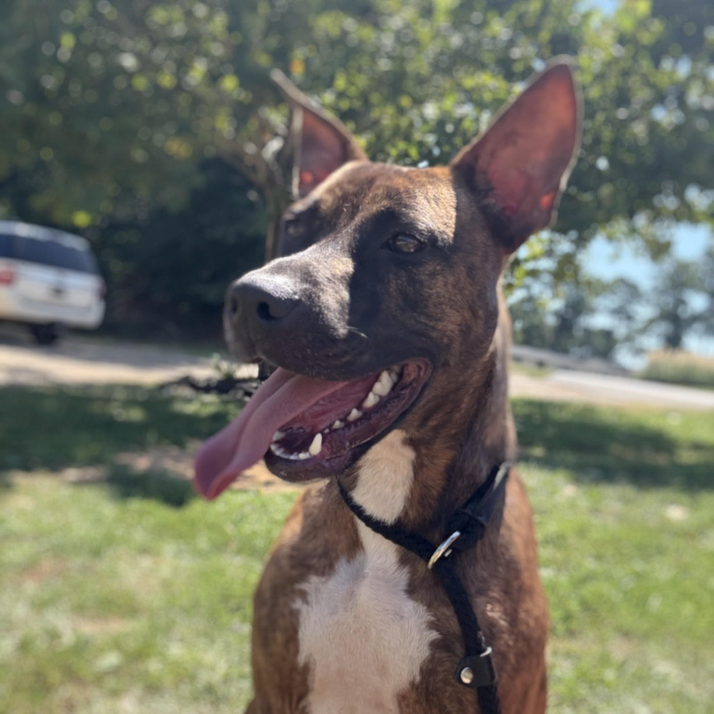 Dog for adoption - Matrix, a Pit Bull Terrier Mix in Boothbay, ME ...