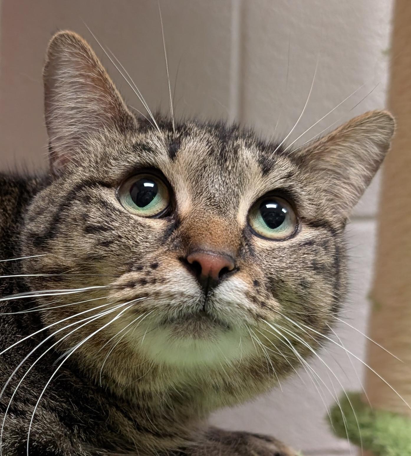 Available Cats and Kittens - Johnston County Animal Protection League ...