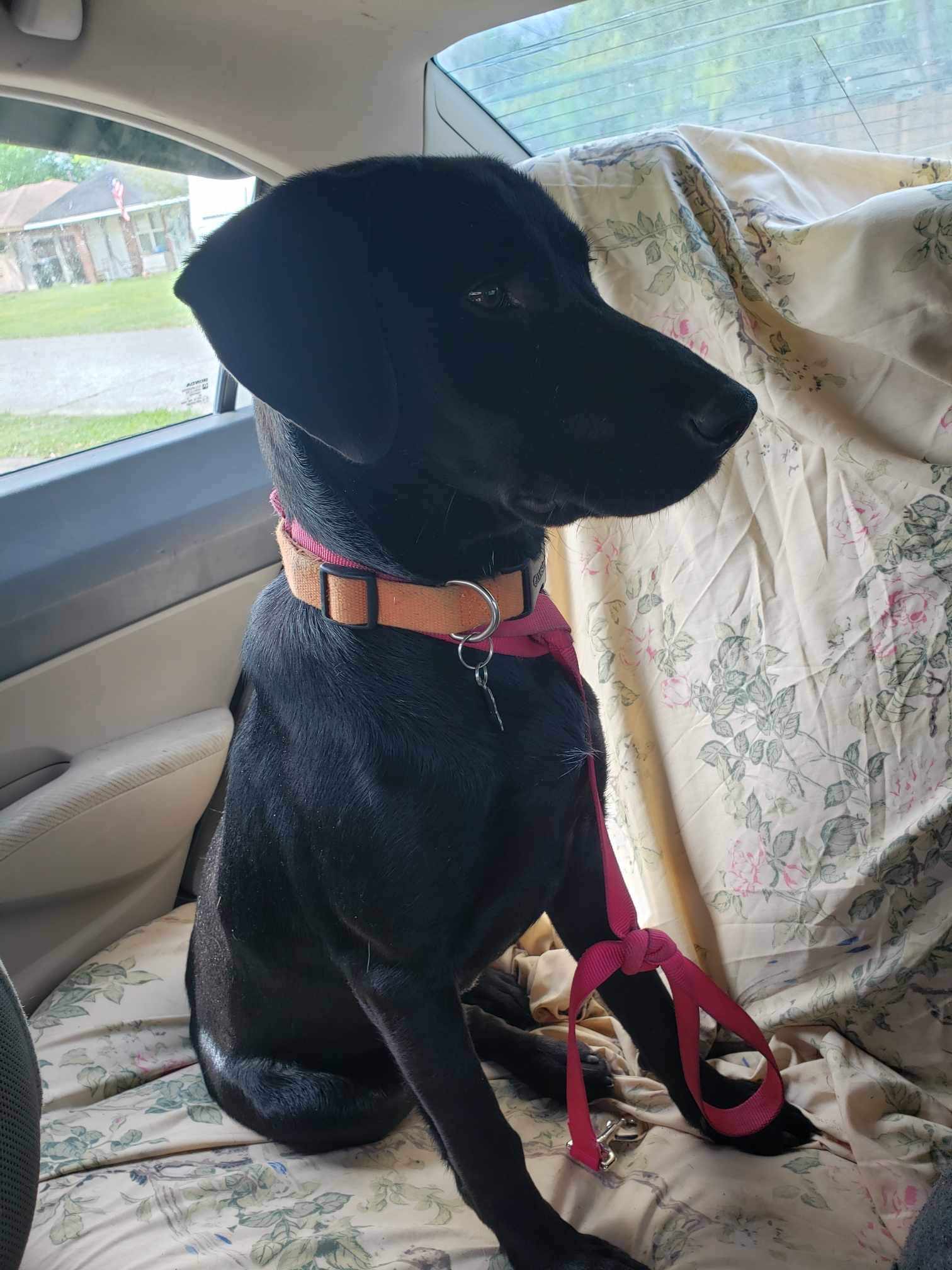 Dog for adoption - Scout, a Labrador Retriever in Staten Island , NY ...