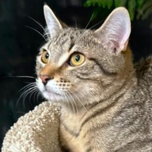 Cat for adoption - INTREPID - COOLEST "DOG-CAT" EVER, a Bengal Mix in ...
