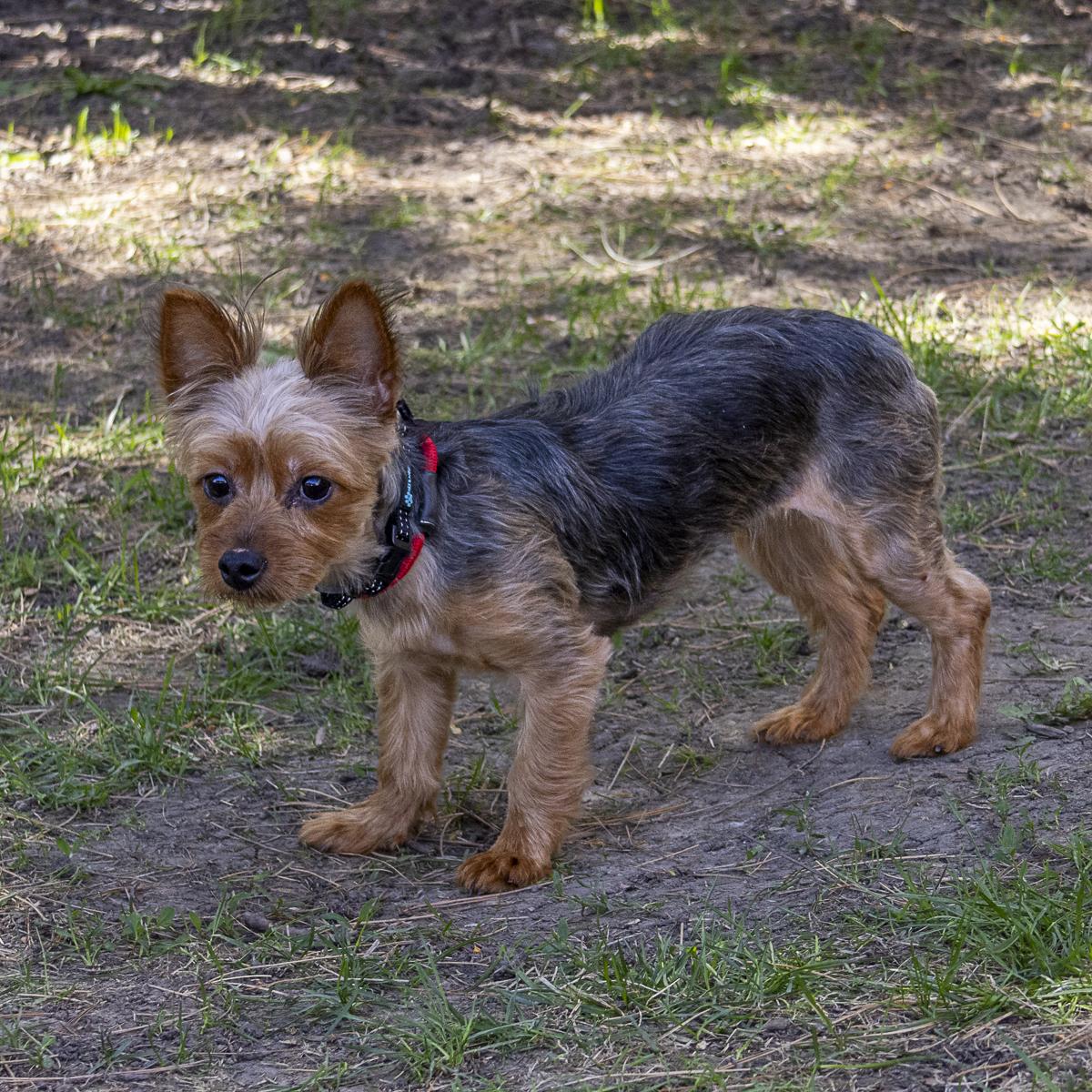 Dog for adoption - Mary, a Yorkie Poo Mix in Arlington Heights, IL ...