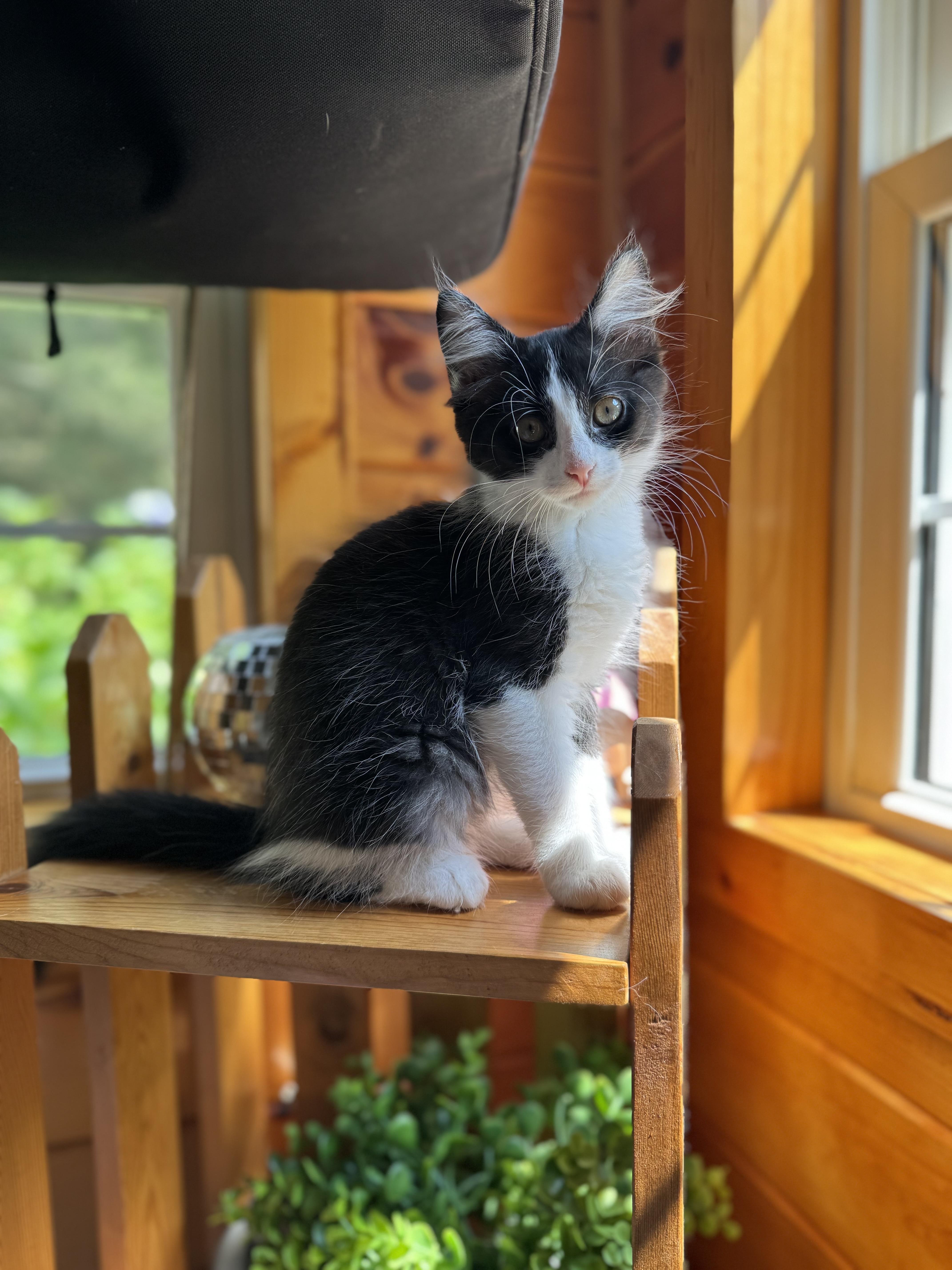 Cat for adoption - Hoovy, a Domestic Long Hair in Tyrone, PA | Petfinder