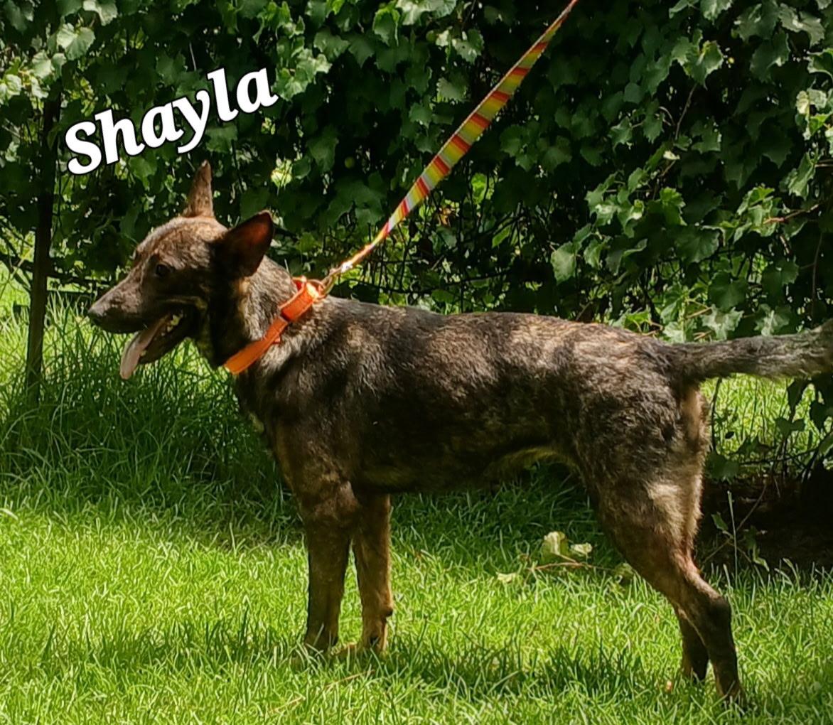 Dog for adoption - Shayla, a Dutch Shepherd in Rome, GA | Petfinder