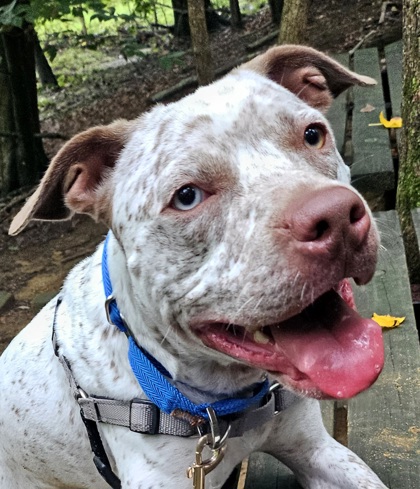 Dog for adoption - Milo Monroe (Deaf), an American Bulldog Mix in ...
