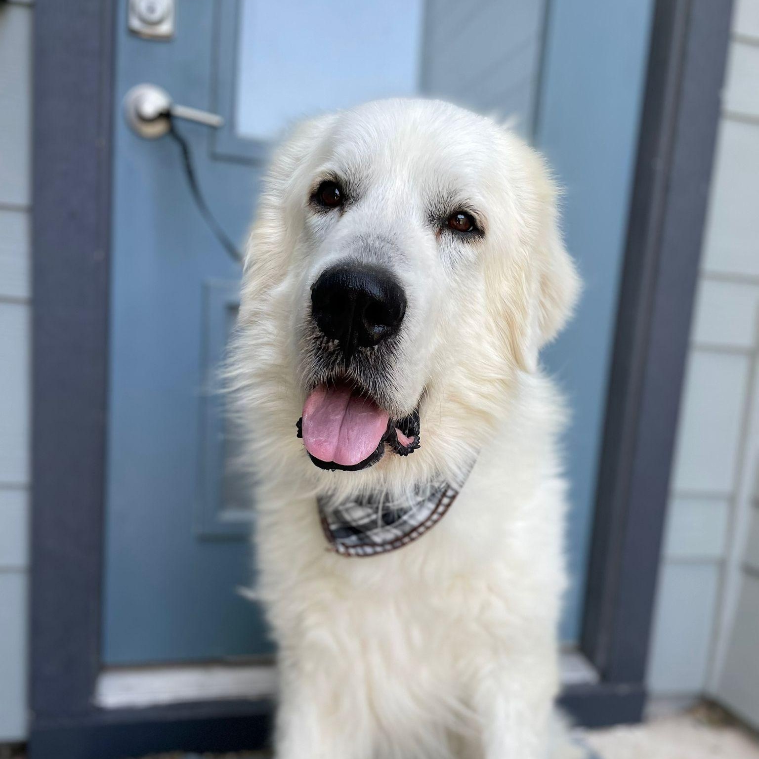 Dog for adoption - Sampson, a Great Pyrenees in Burlington, VT | Petfinder