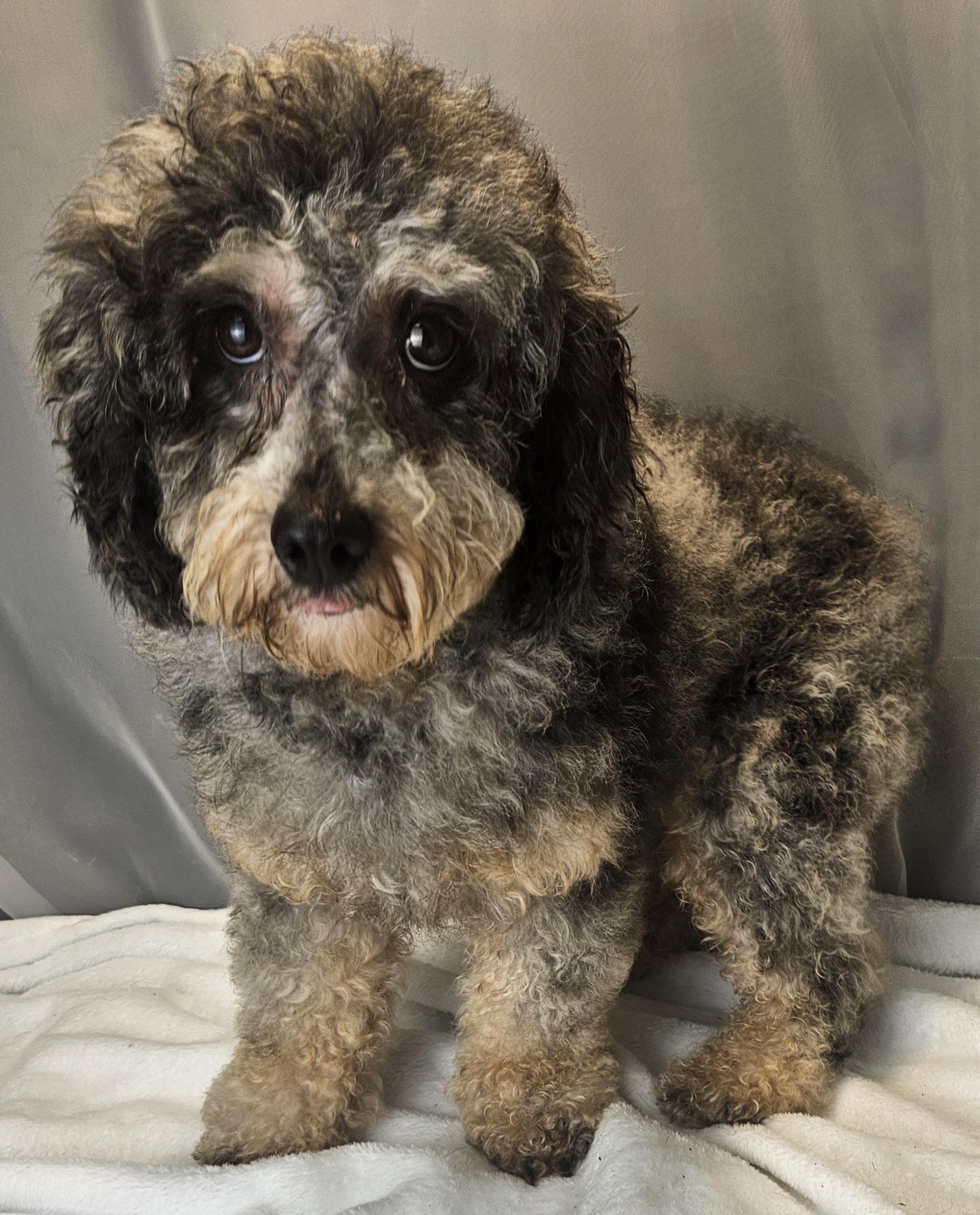 Dog for adoption - Landon, a Miniature Poodle Mix in Hartford, CT ...