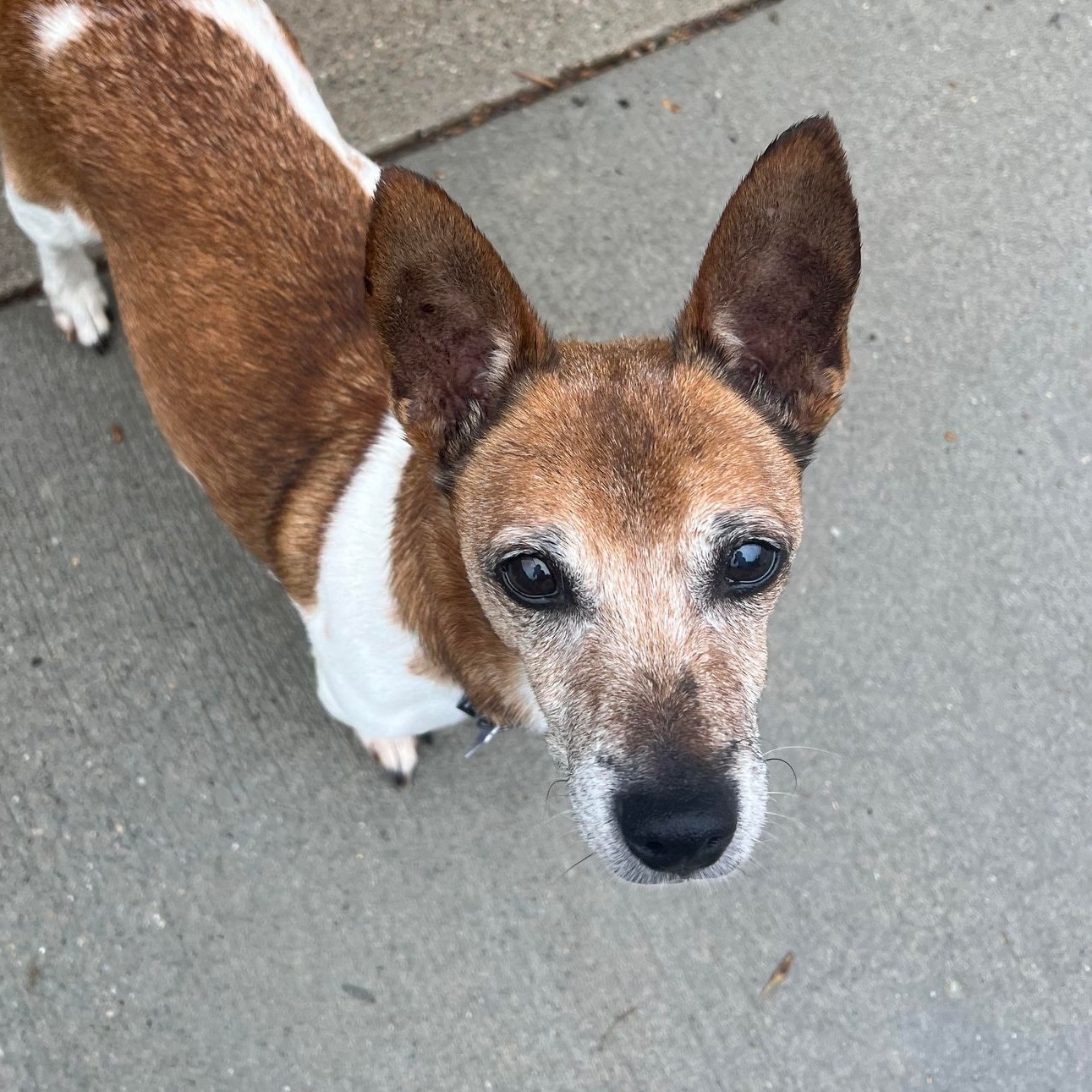 Home Page | Animal Rescue Project