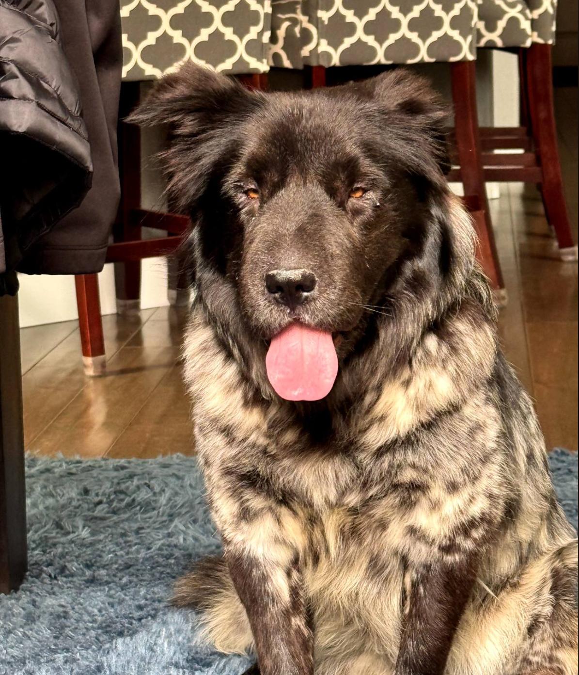 Dog for adoption - Riley, an Australian Shepherd & Shar-Pei Mix in ...