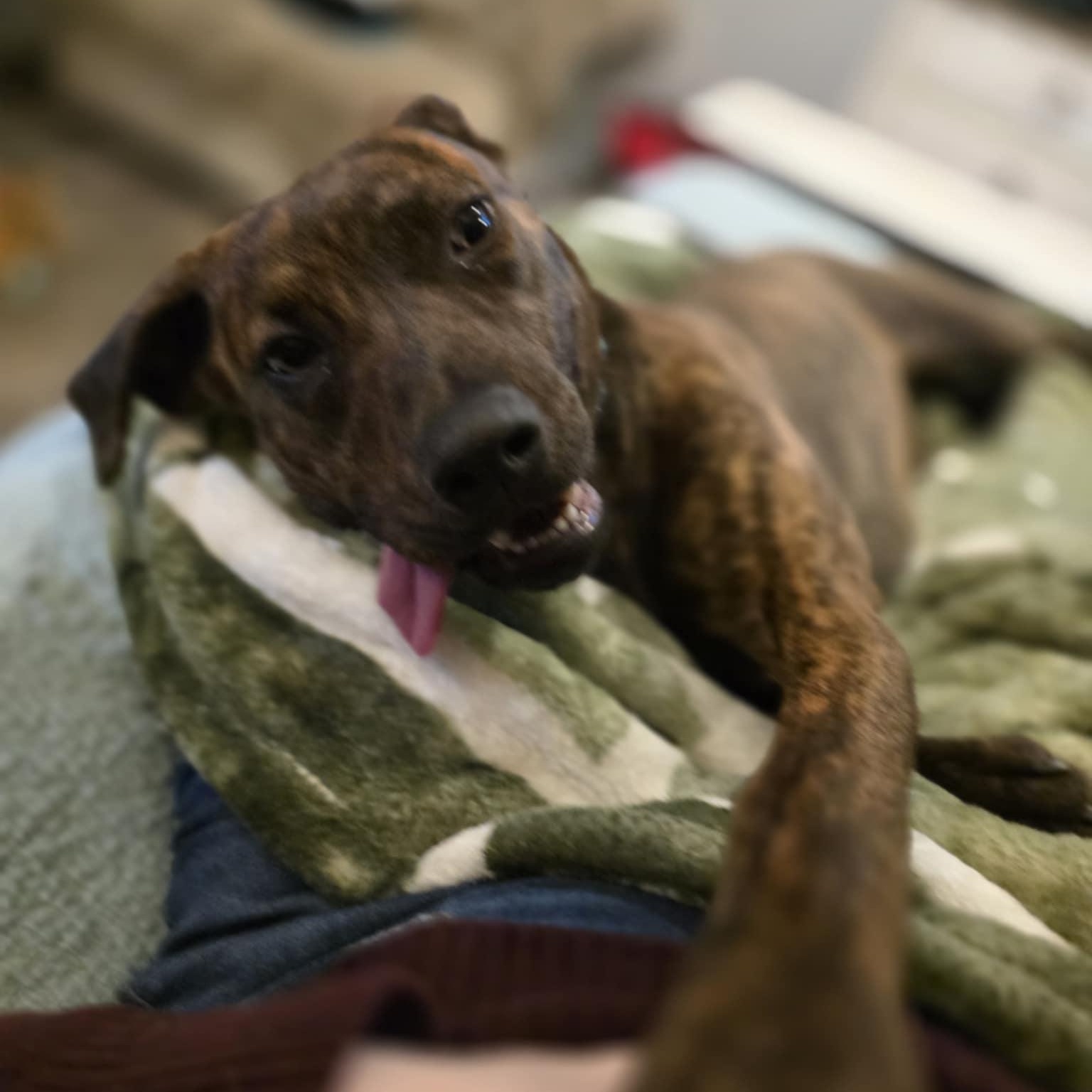 Dog for adoption - Honey, a Mixed Breed in Rochester, WA | Petfinder