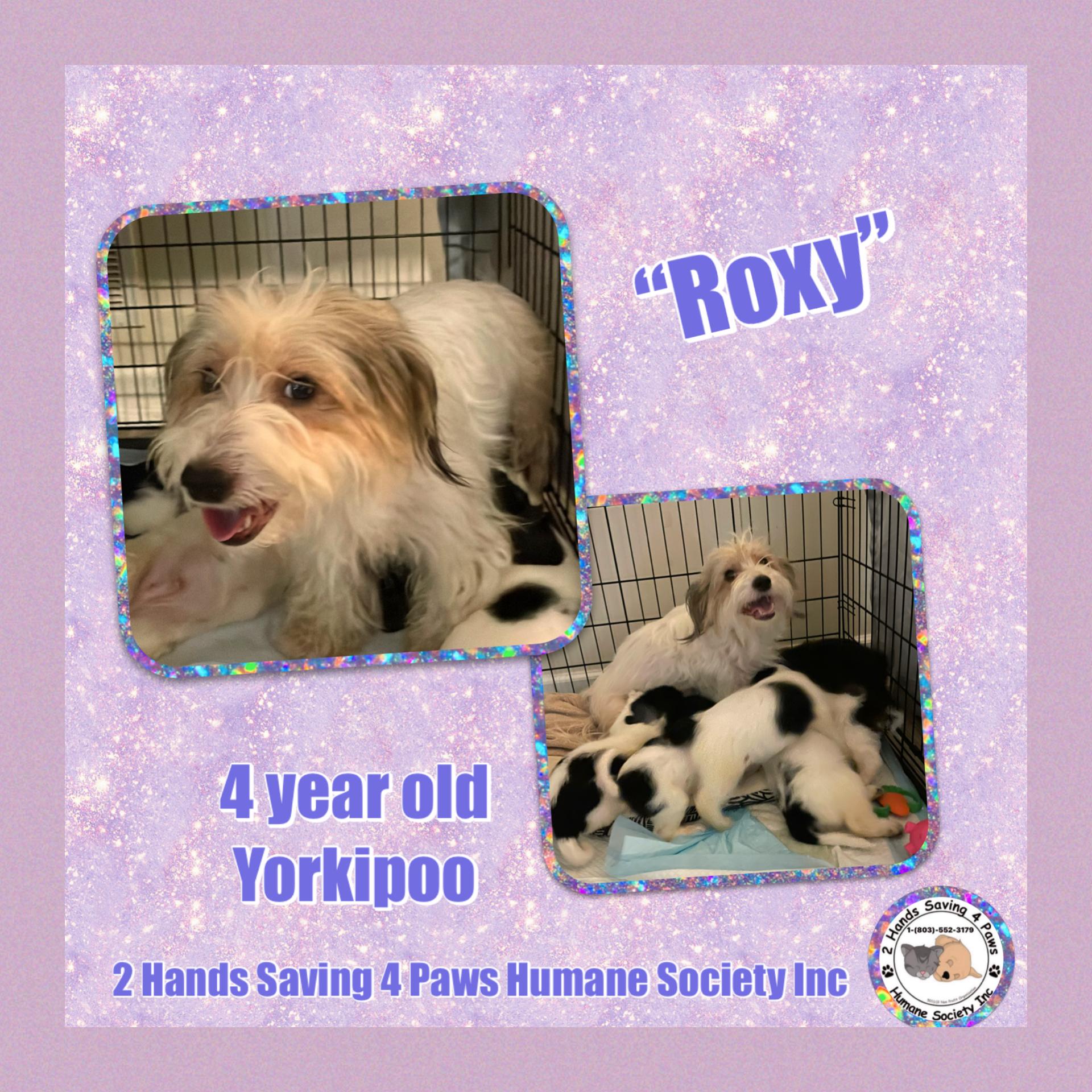 Dog for adoption - Roxy, a Yorkshire Terrier & Miniature Poodle Mix in Wallington, NJ | Petfinder