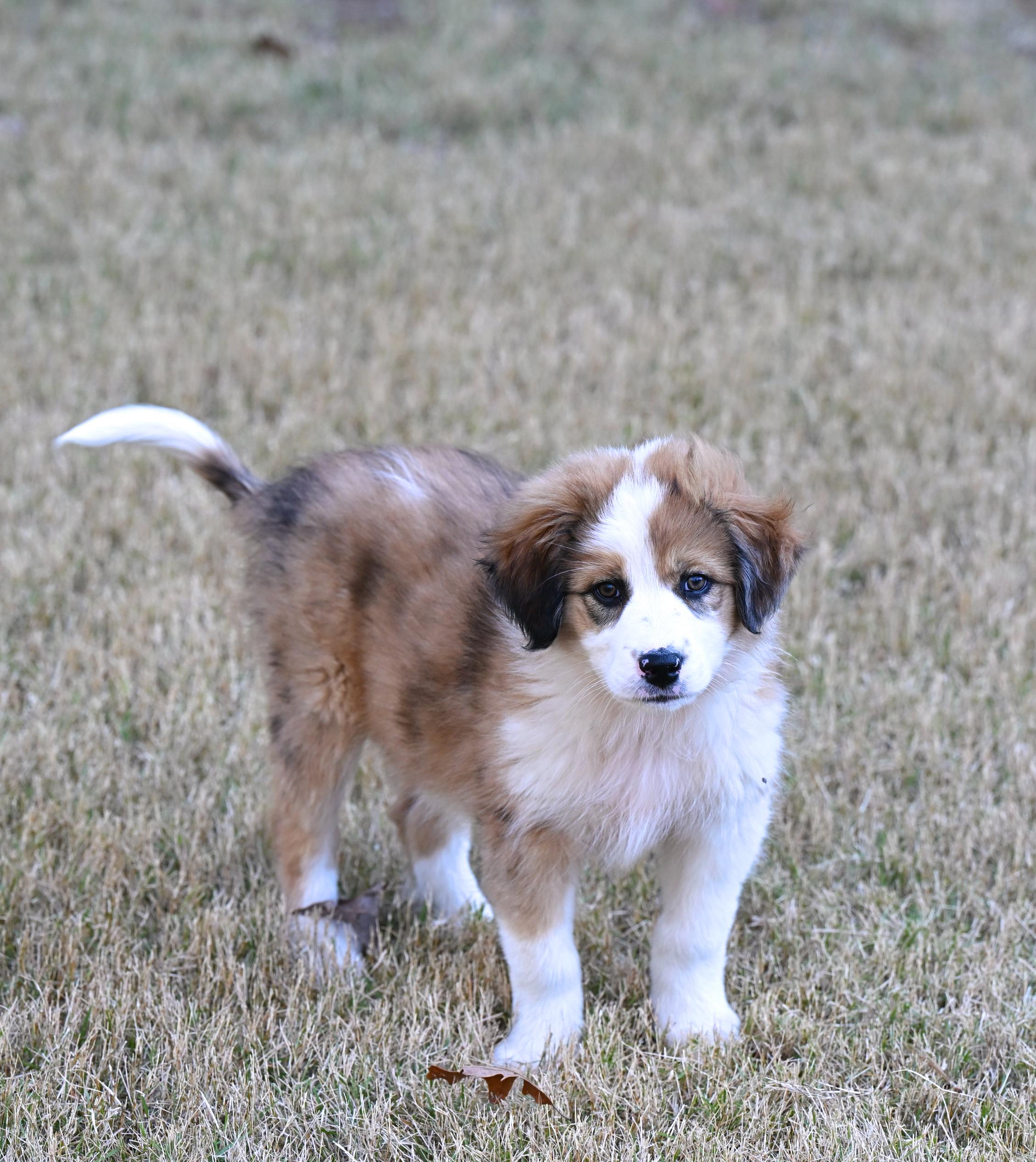 Dog for adoption - Crystal - Stunner Sisters!, a Great Pyrenees ...