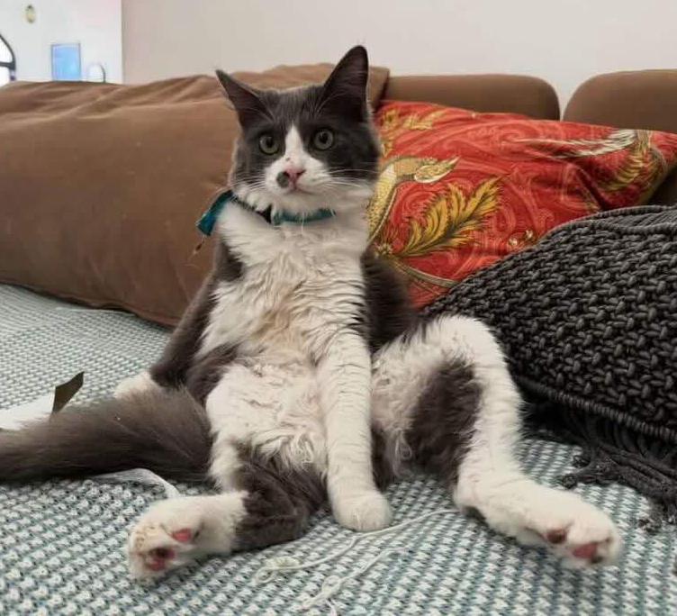 Cat for adoption - Hugo is a fluffy love muffin! VIDEO - coming a long ...