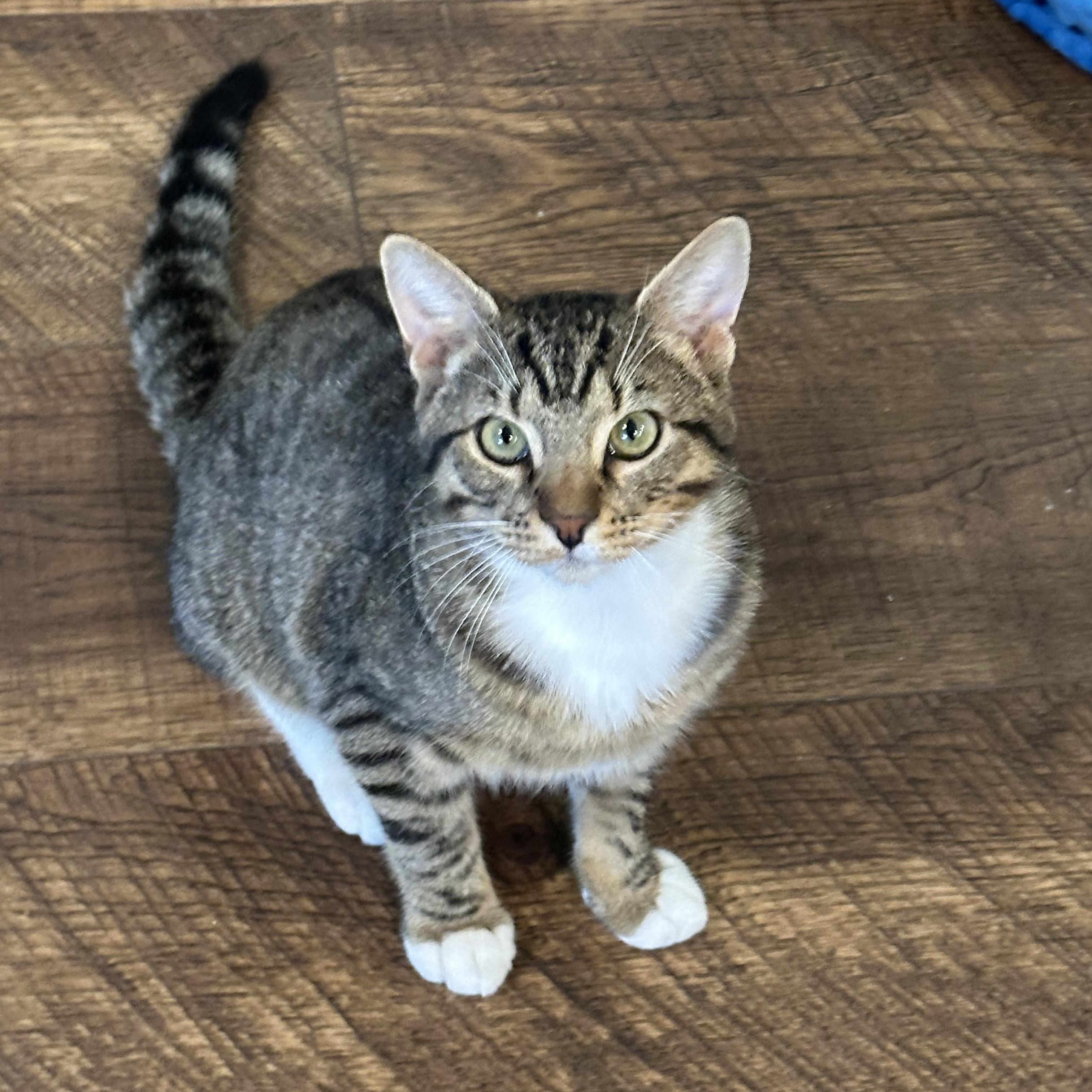 Cat for adoption - Rocco, a Tabby & Domestic Short Hair Mix in ...