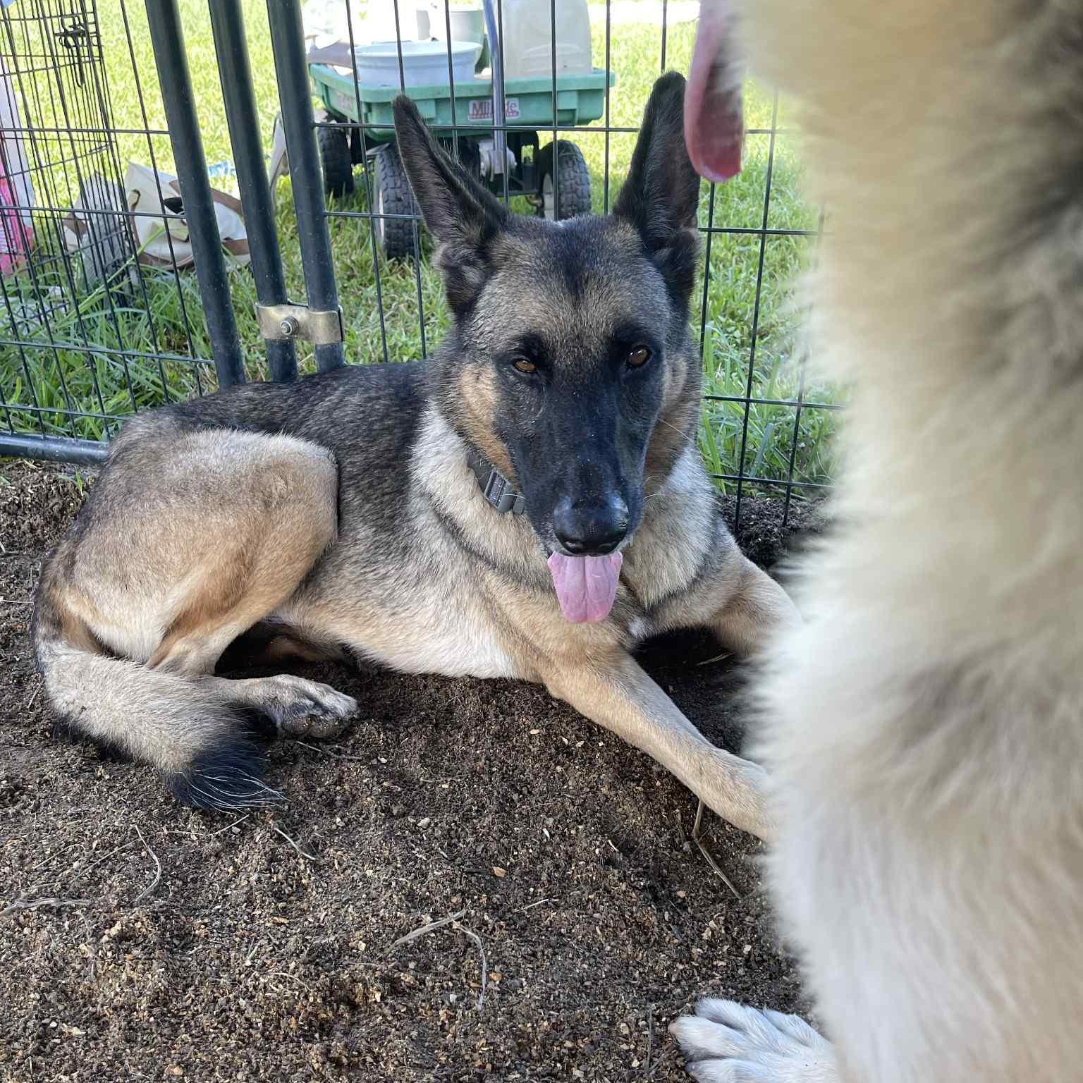 Dog for adoption - Maxwell, a German Shepherd Dog in Ann Arbor, MI ...