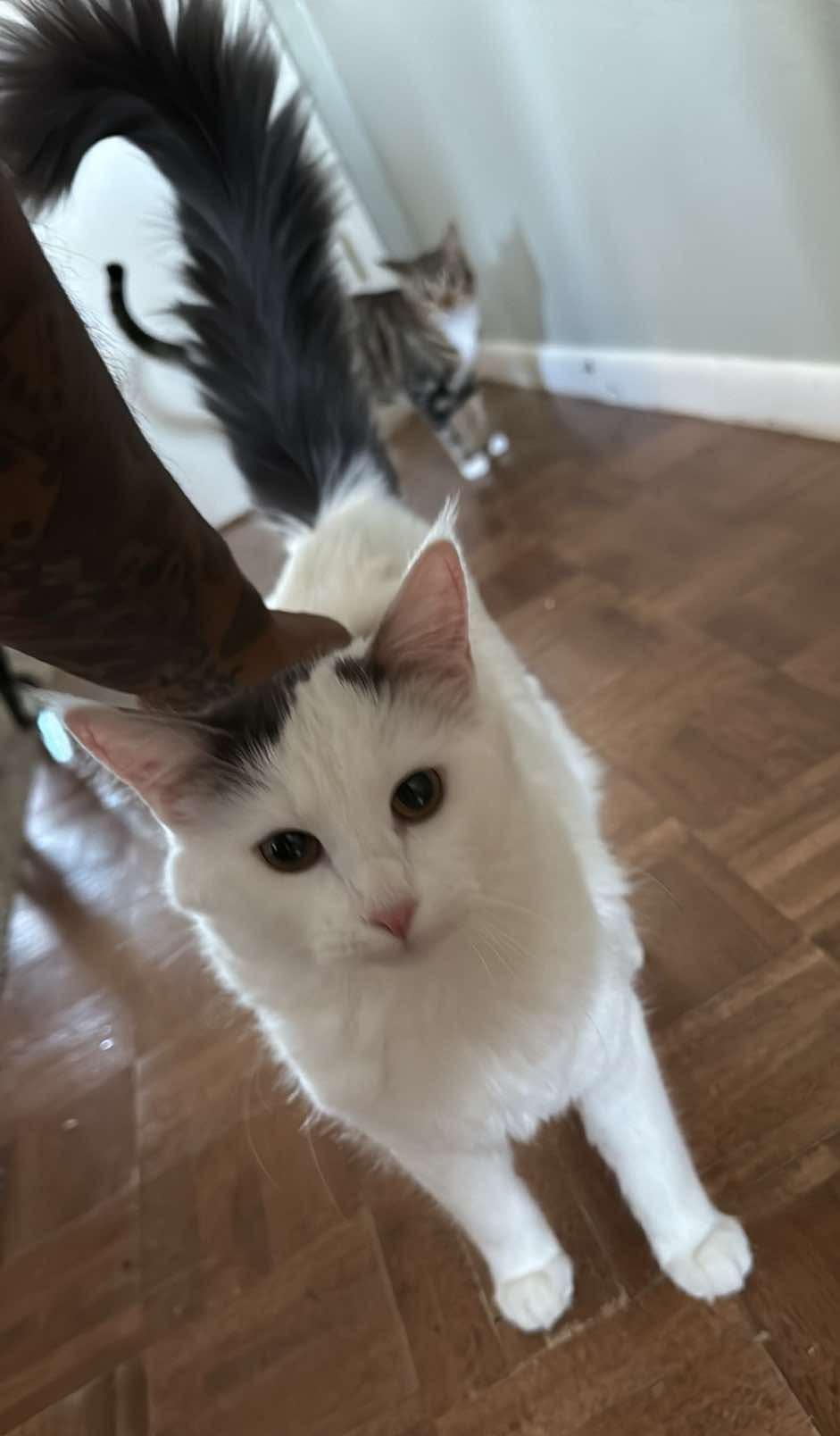 Cat for adoption - Airbus, a Domestic Long Hair in Omaha, NE | Petfinder